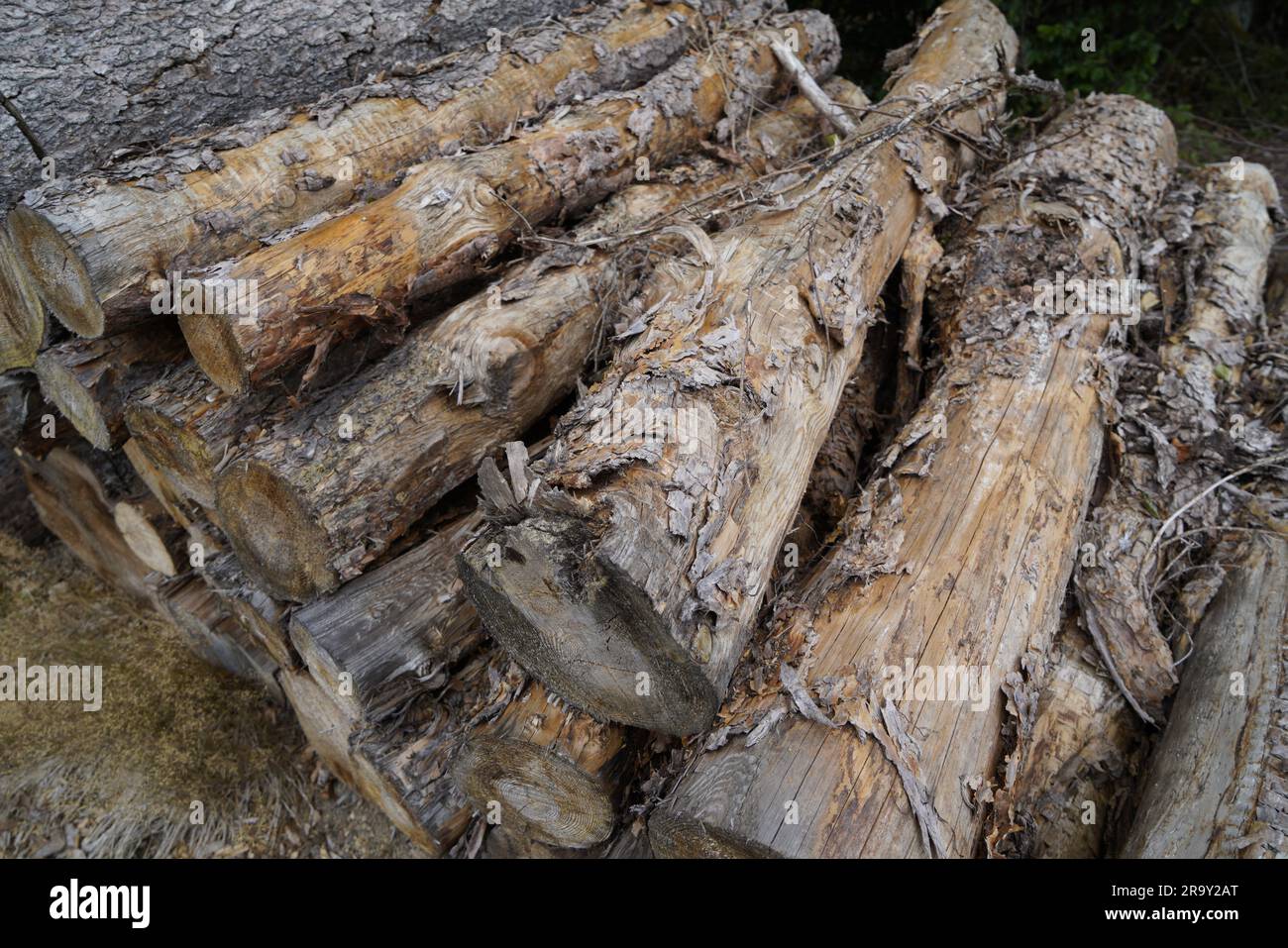 Forest dieback due to climate change, drought and storms and ...