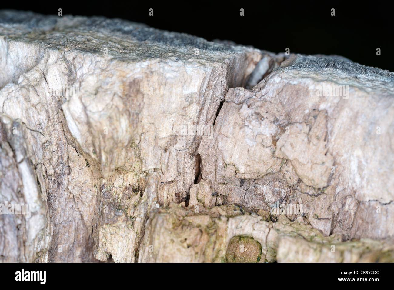 Tree bark is bark and bast and protects the tree from enemies Stock ...