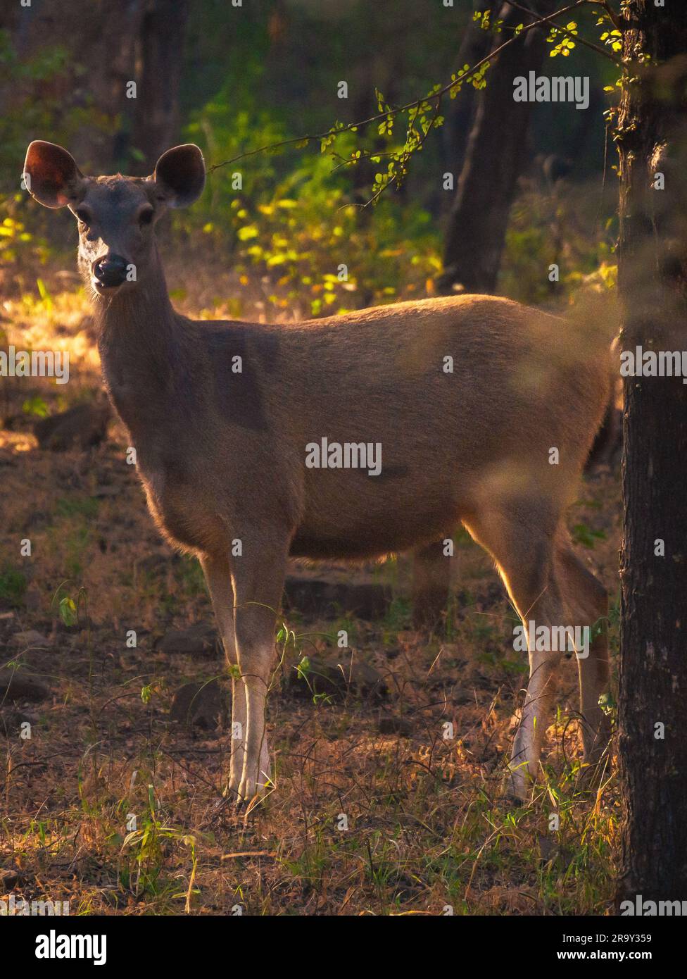 Indian forest deer hi-res stock photography and images - Alamy