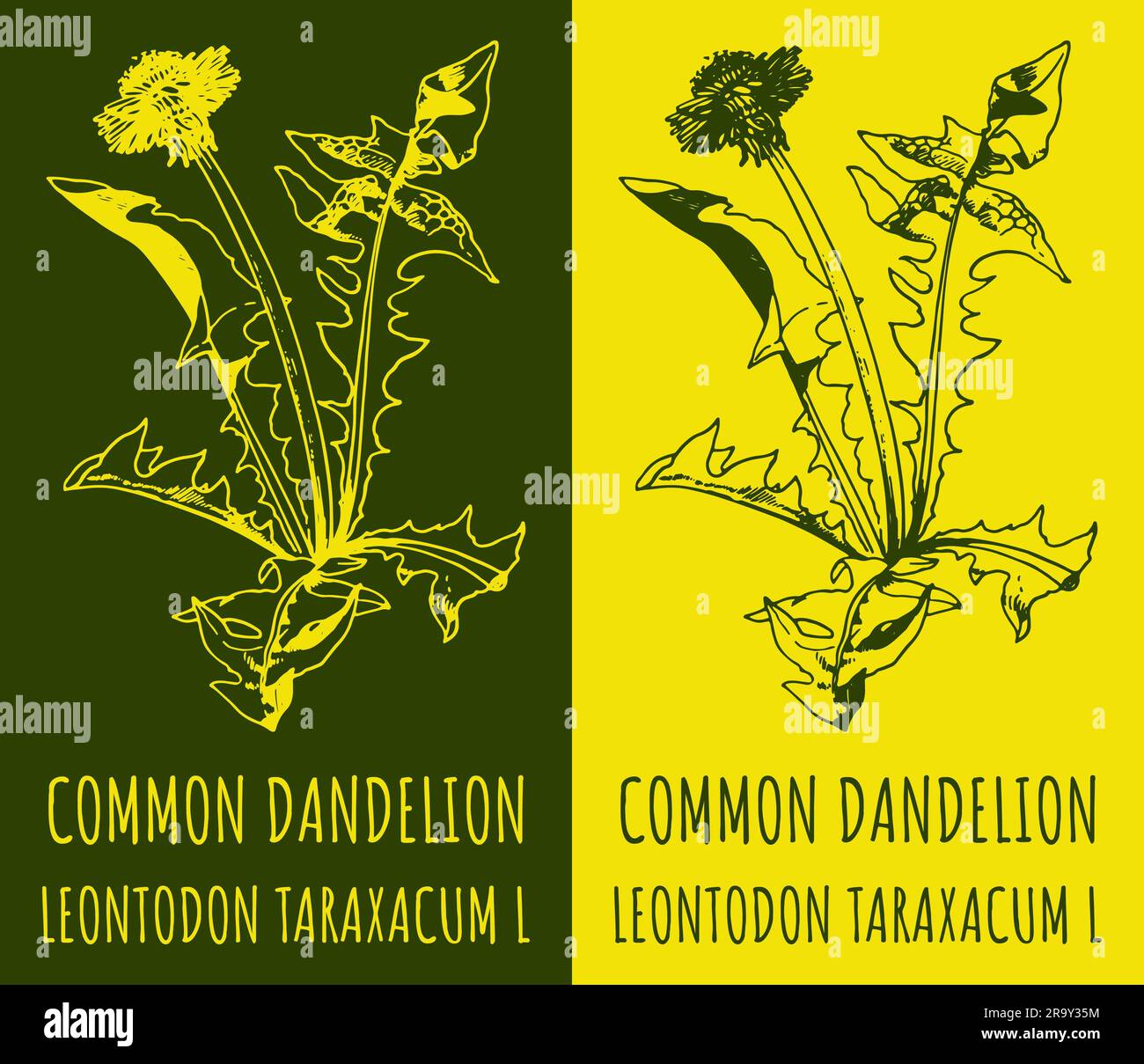 Drawings COMMON DANDELION. Hand drawn illustration. Latin name ...