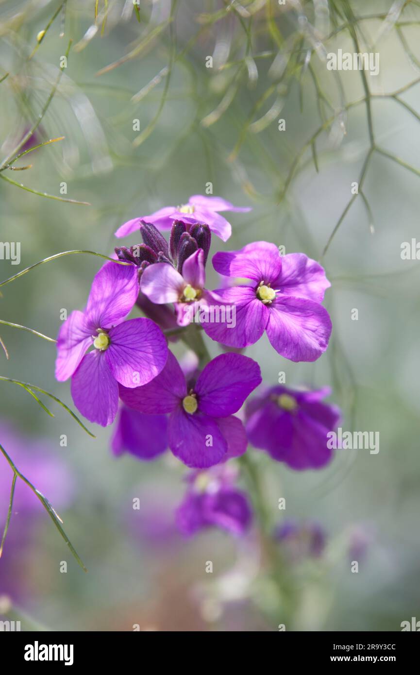 Purple summer flowers of perennial wallflower Erysimum 'Bowles Mauve ...