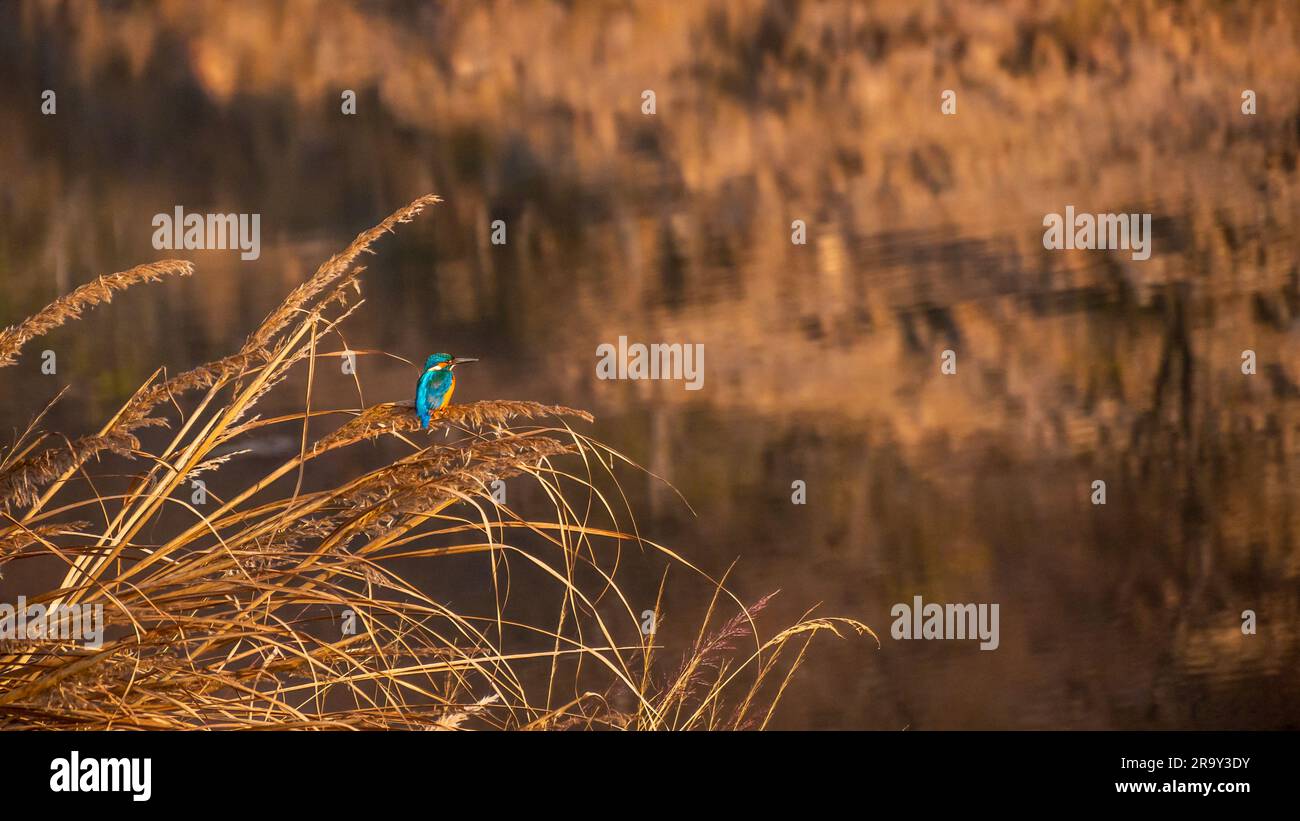 Common Kingfisher colourful orange, yellow and turquoise blue bird with ...