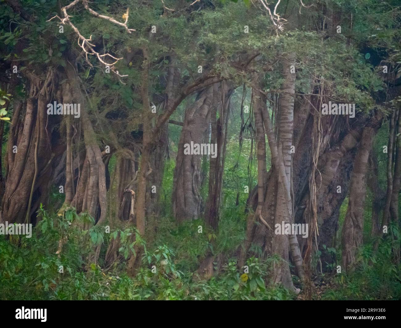 Ranthambore Forest background. Forest Landscape. Jungle landscape Stock ...