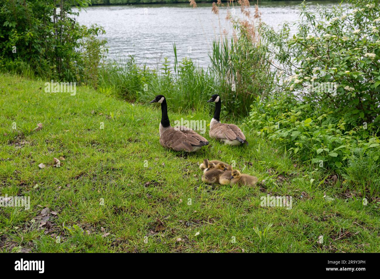 Family of Canada Geese (Branta canadensis), goslings cuddling with ...