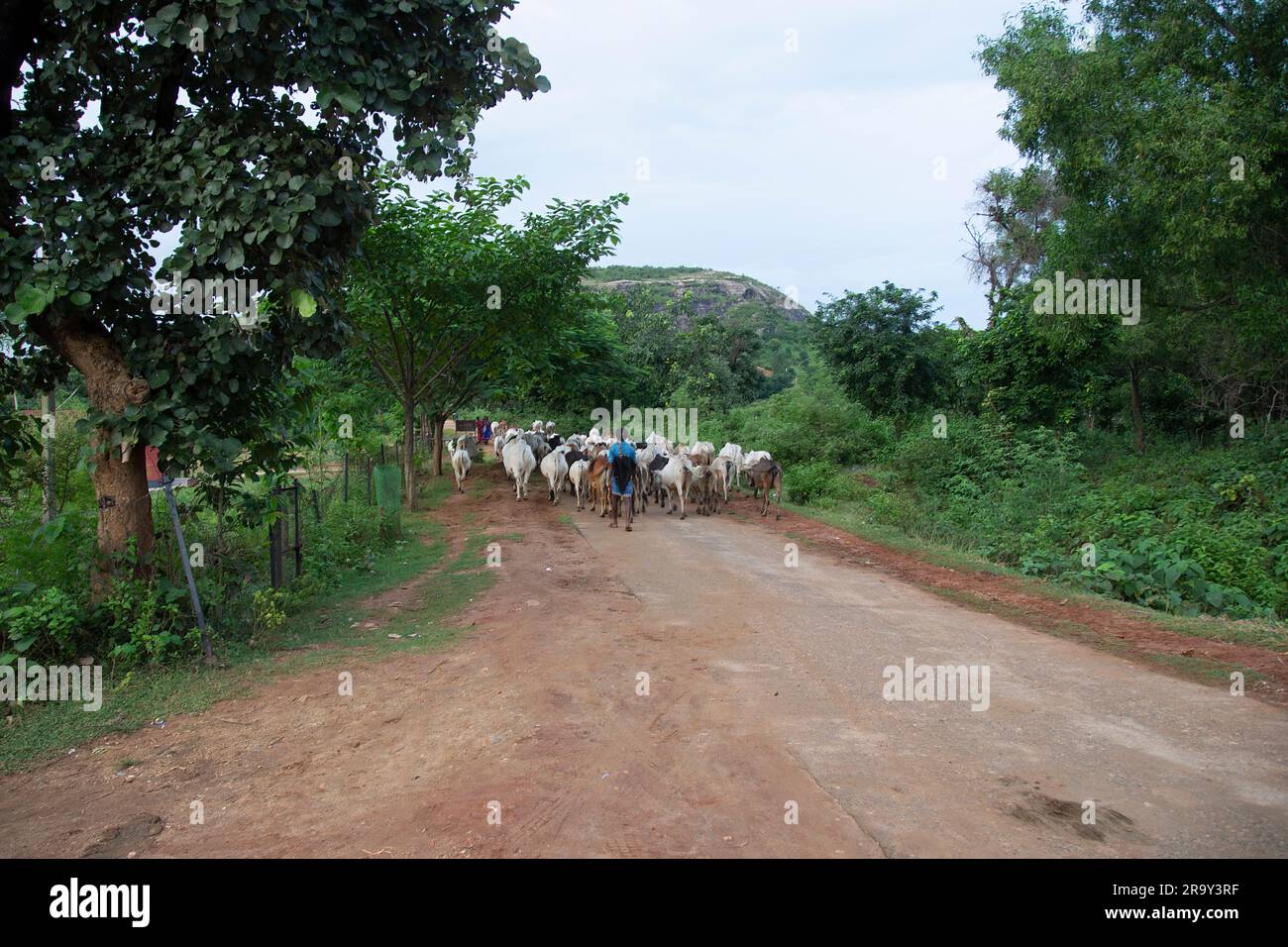 shepherd of west bengal returning his cattle in the evening Stock Photo ...