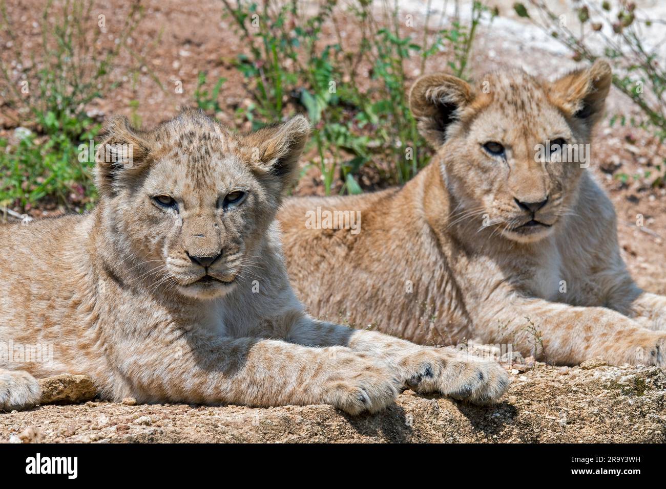 Two African lion (Panthera leo) cubs resting on rock ledge Stock Photo ...