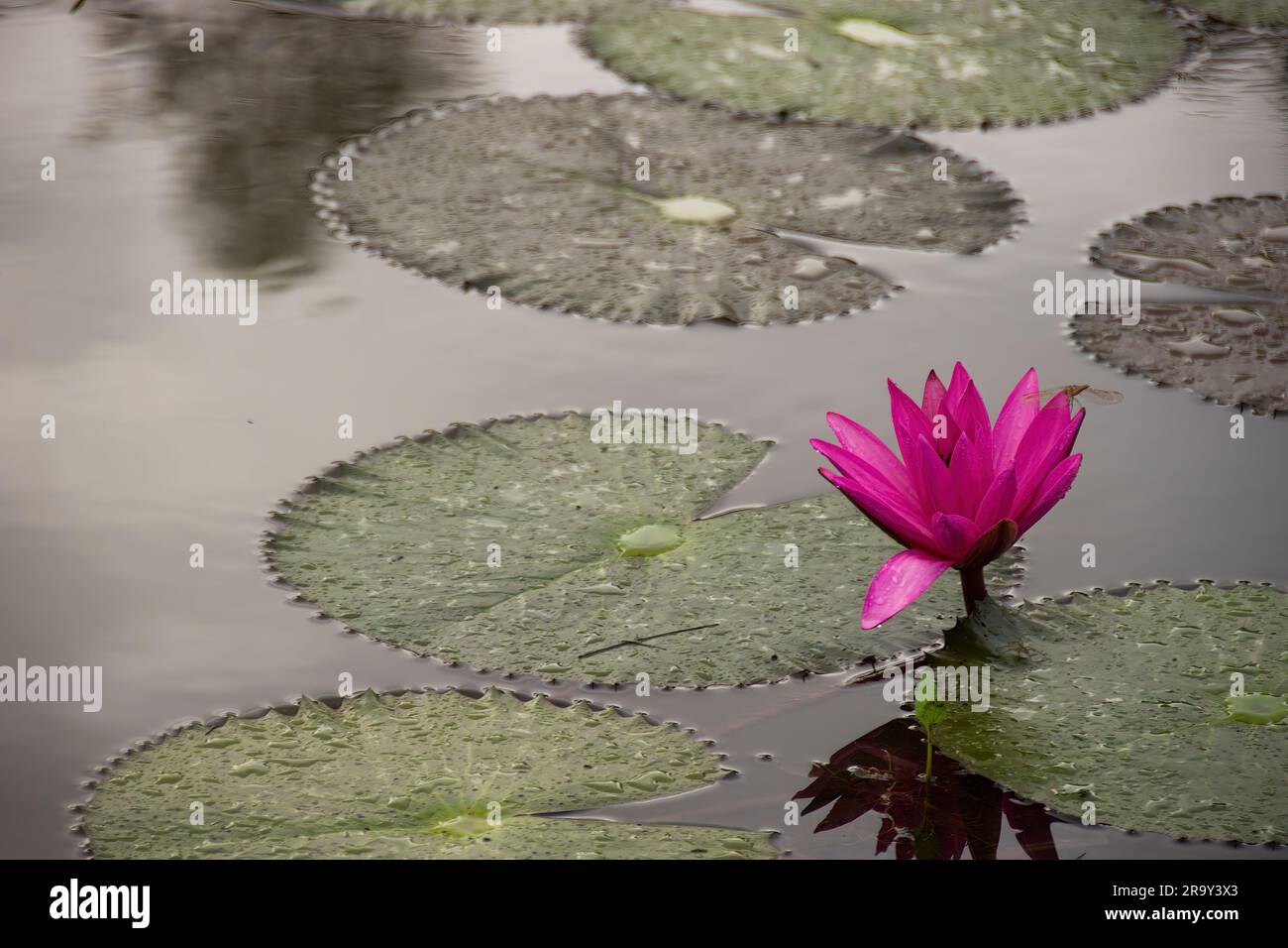 Pink yellow water lily hi-res stock photography and images - Alamy