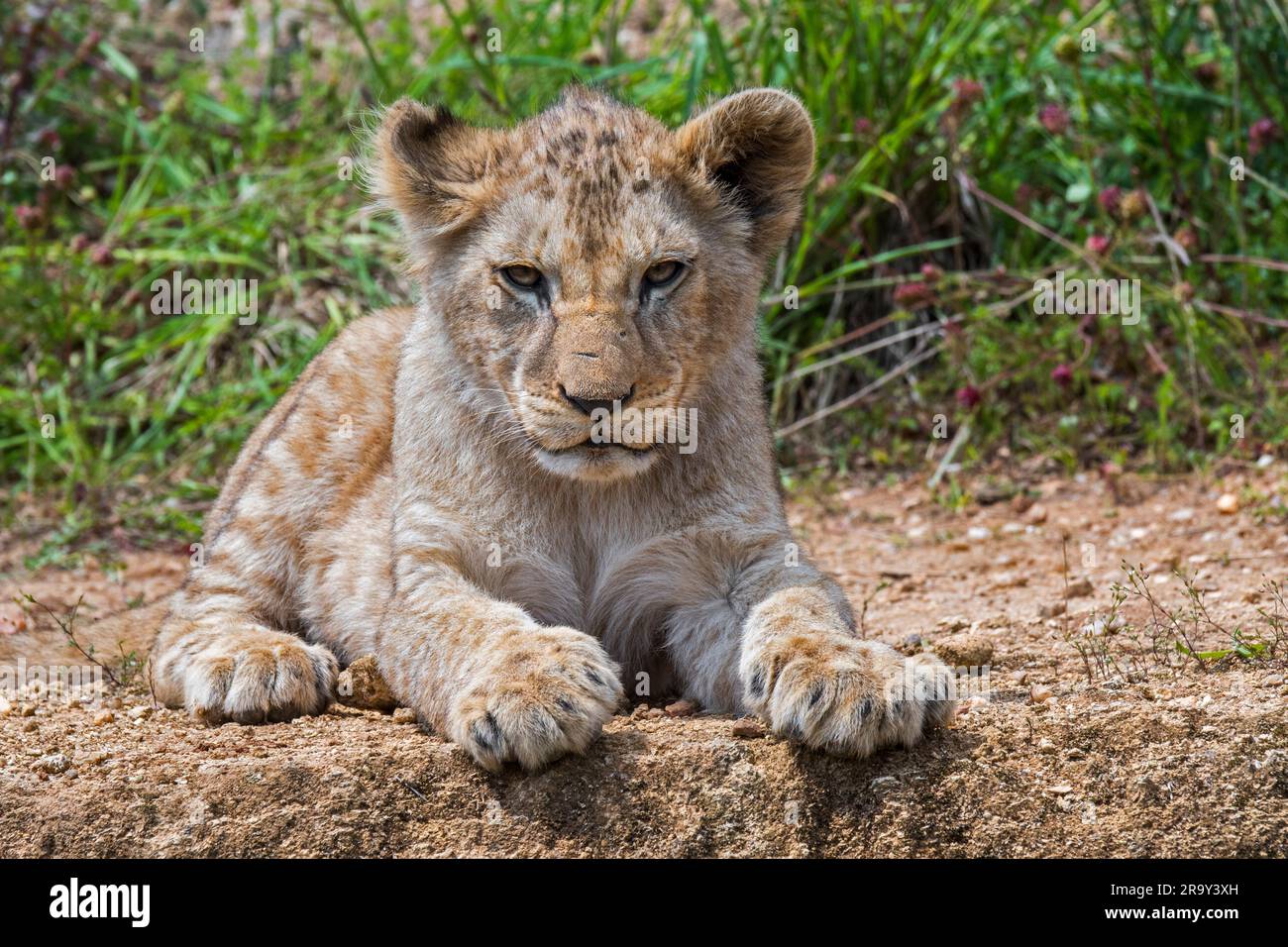 African lion (Panthera leo) cub resting on rock ledge Stock Photo - Alamy