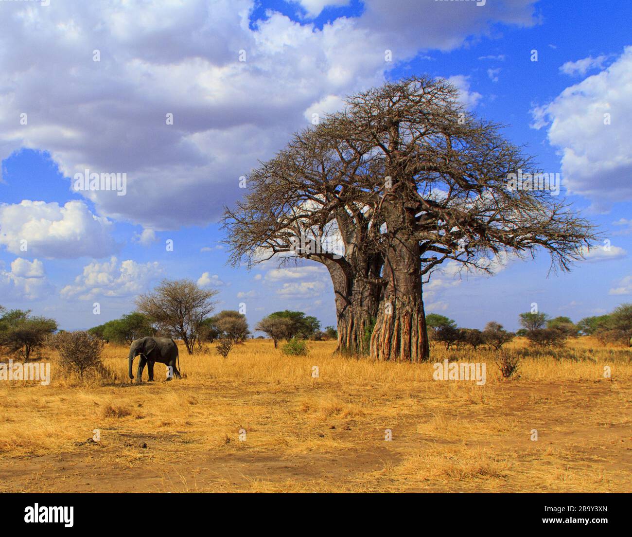 An African elephant walking through a sandy desert landscape Stock ...