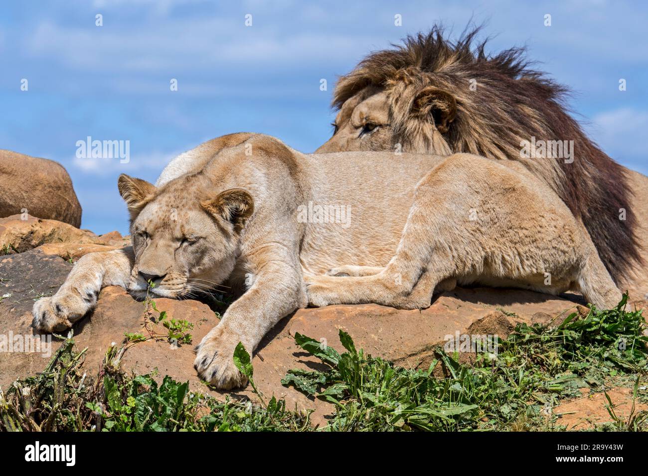 African Lion Pride With Male