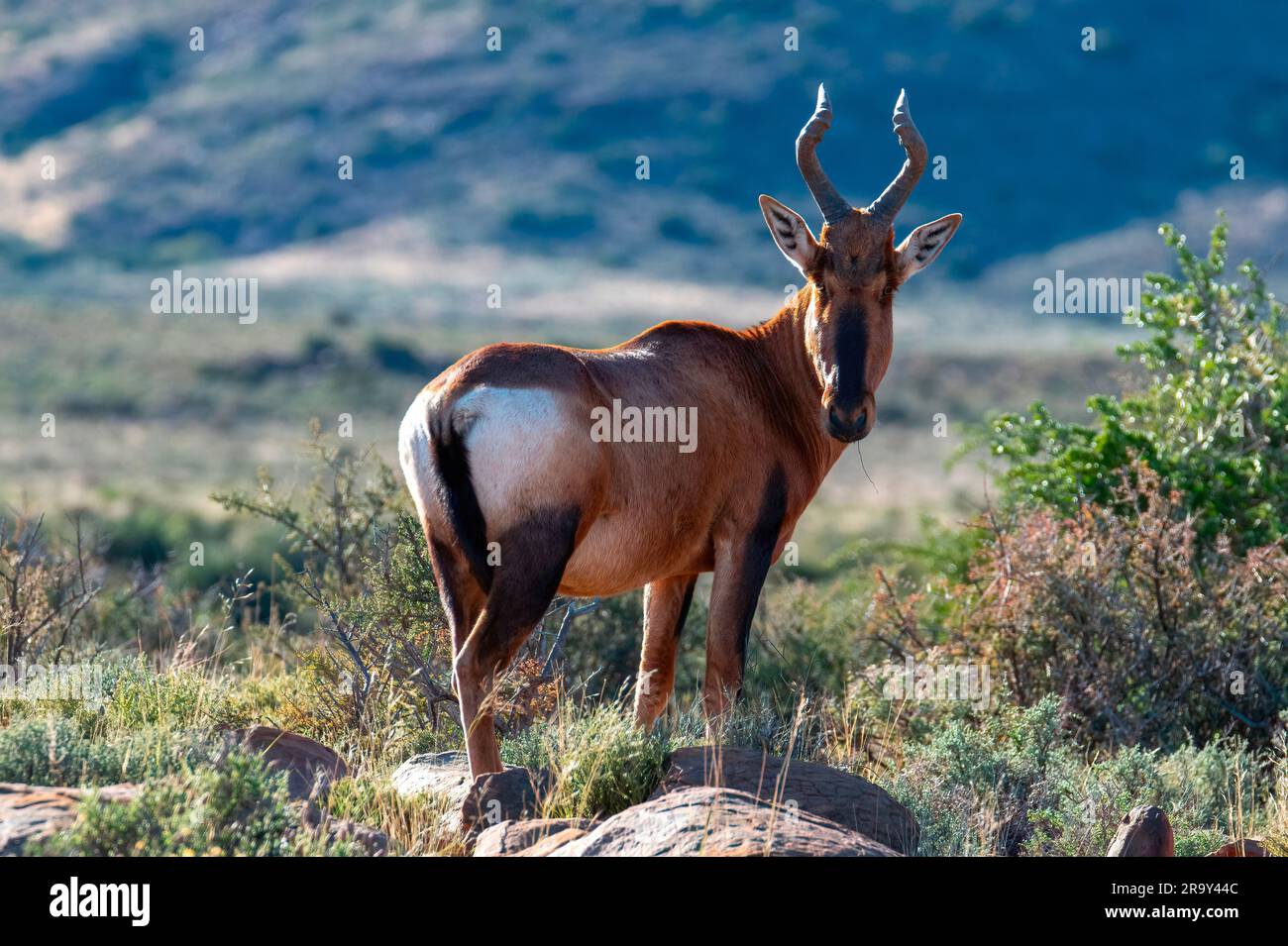 Cape hartebeest bull hi-res stock photography and images - Alamy