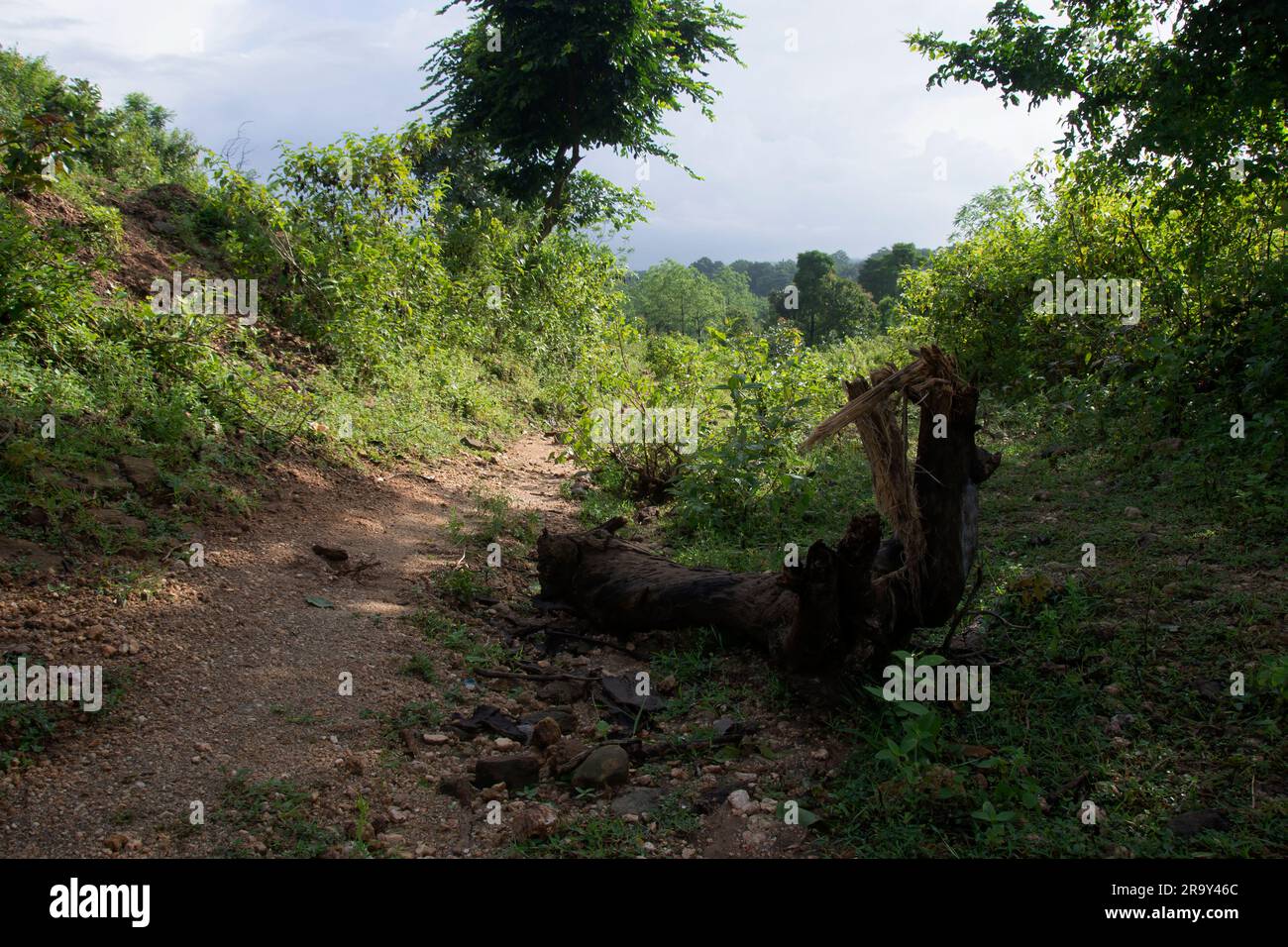 hiking trail through forest of purulia west bengal Stock Photo - Alamy