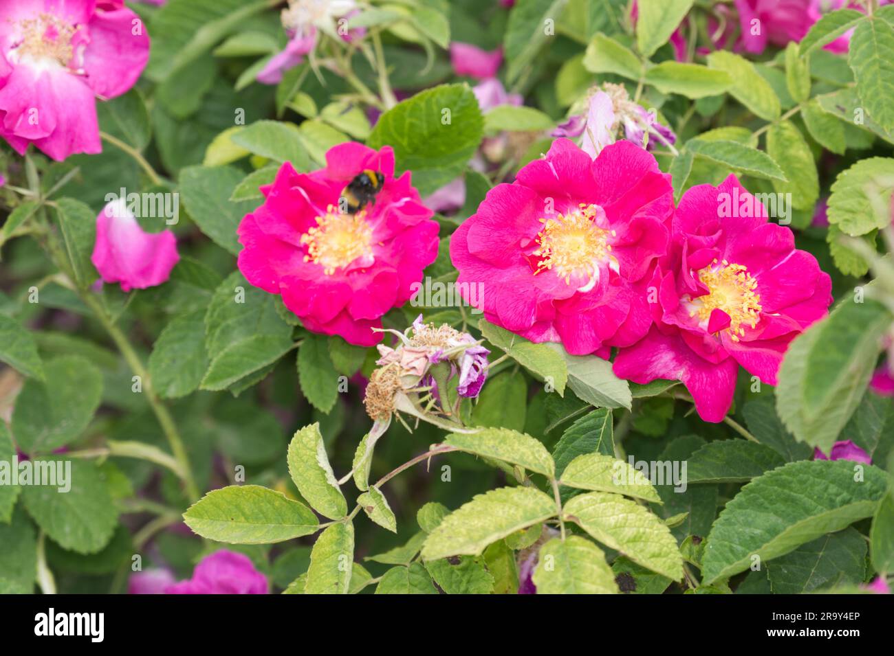 Portland rose garden hi-res stock photography and images - Alamy