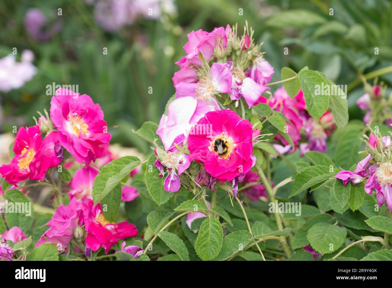 Portlandica rose hi-res stock photography and images - Alamy