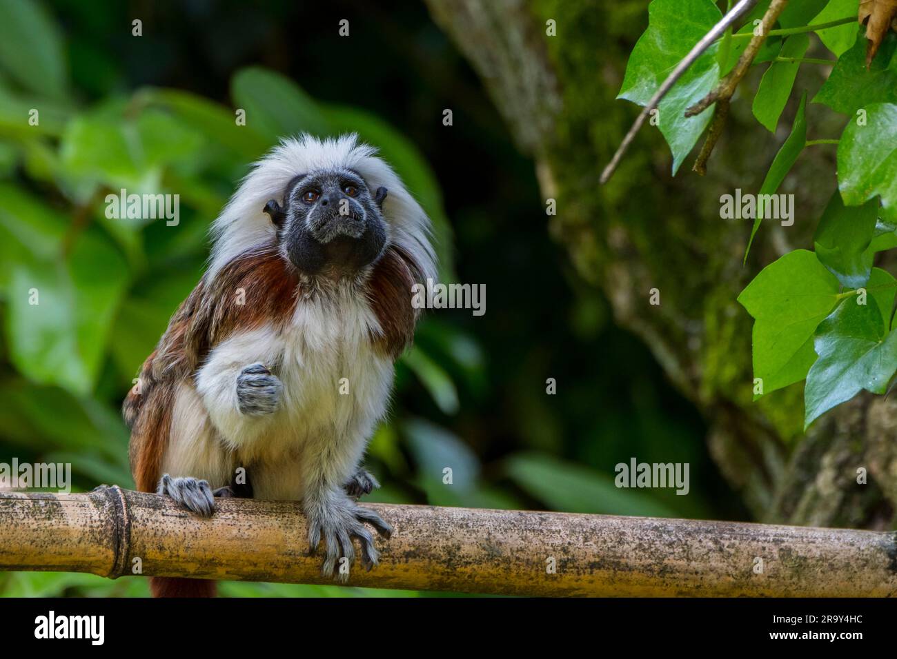 Cotton-top tamarin / cotton-headed tamarin / crested tamarin (Saguinus ...