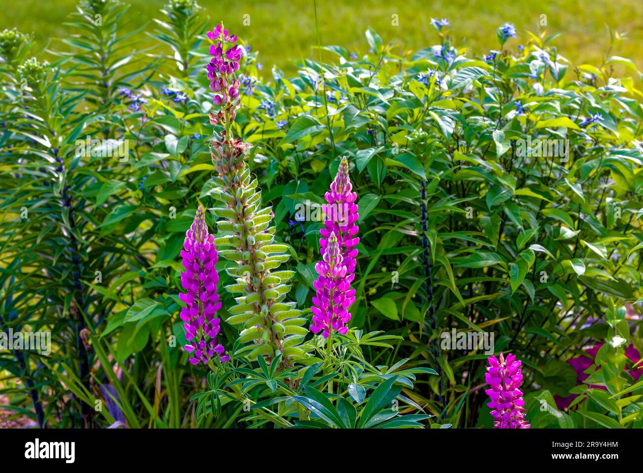 The lupin or lupine (Lupinus perennis) ornamental plants, but are ...