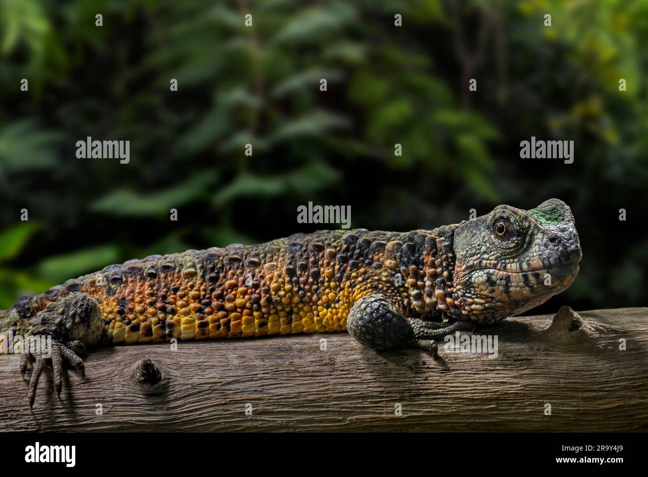 Chinese crocodile lizard (Shinisaurus crocodilurus), semiaquatic ...