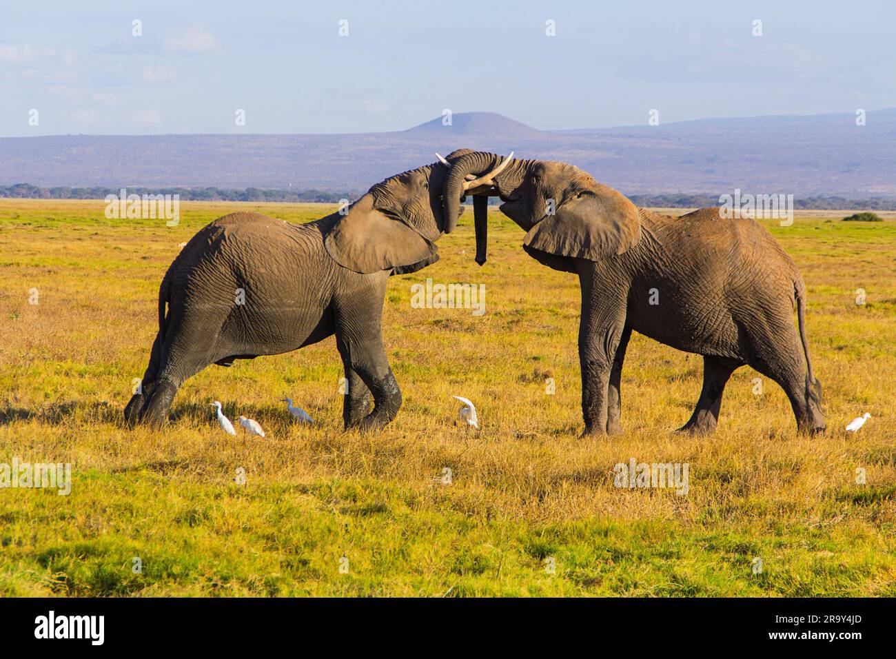 Two powerful elephants hi-res stock photography and images - Alamy