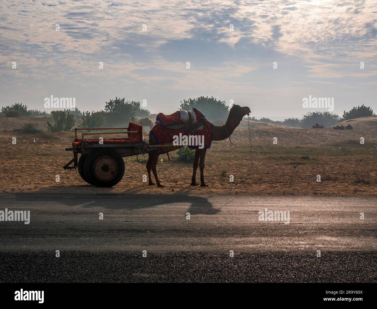 Camel ready for desert safari with beautiful sky at Golden city of ...