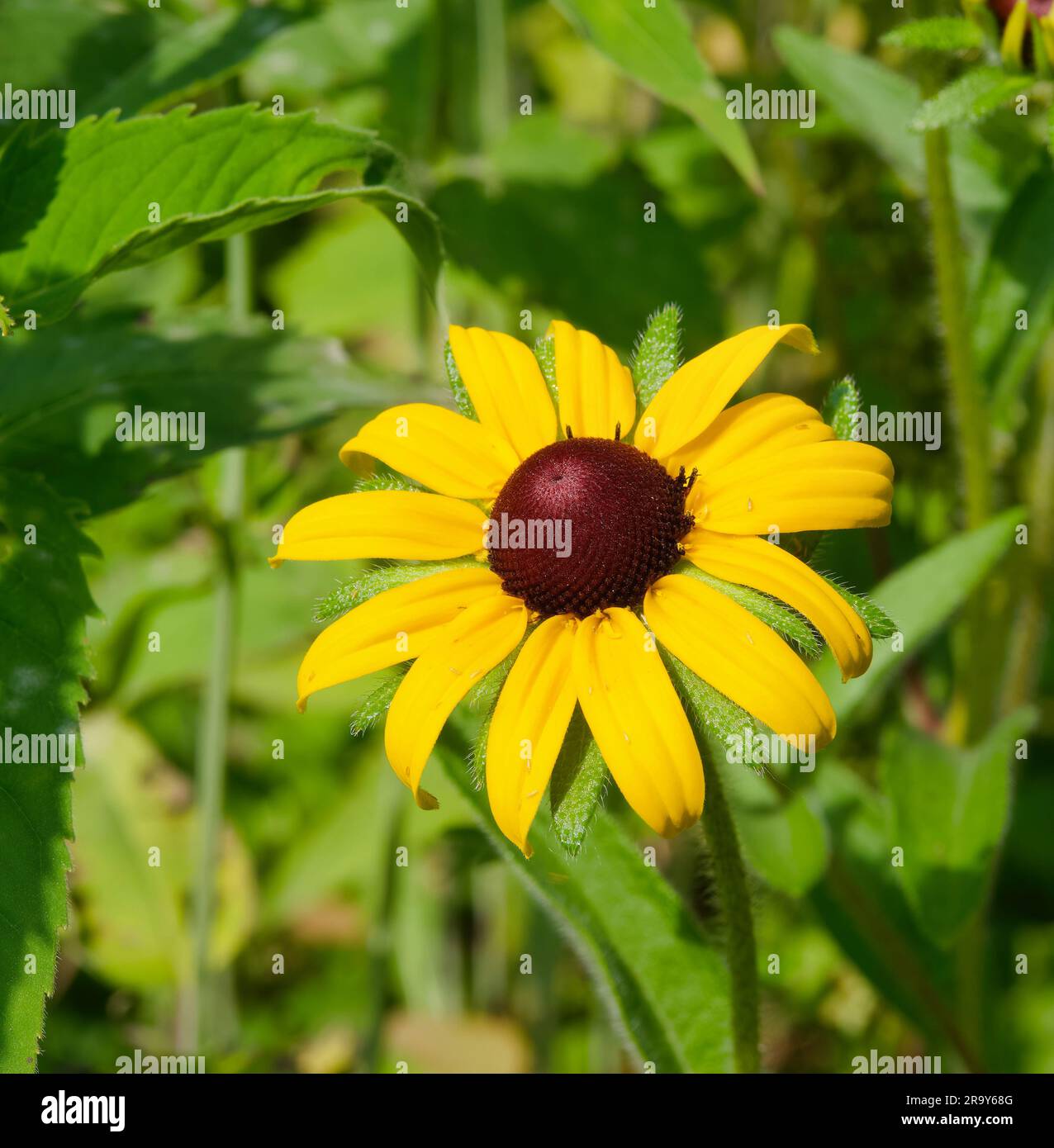 Black-eyed Susan (Gloriosa daisy or Rudbeckia hirta), George Wyth State ...