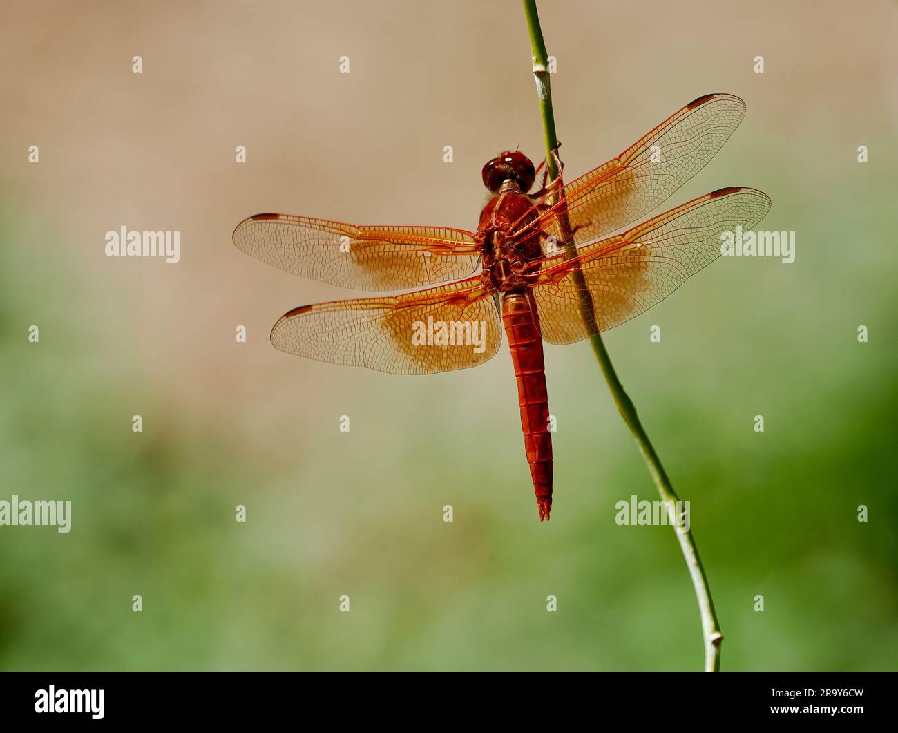 Flame Skimmer Dragonfly(Libellula saturata), Floyd Lamb Park at Tule ...