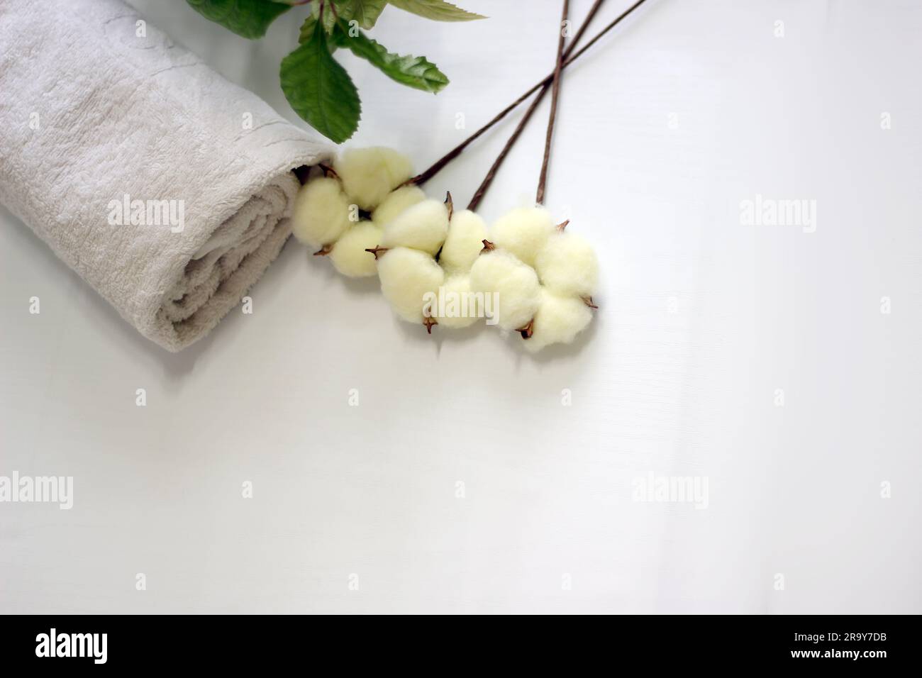 Branch with white cotton flowers on white background. Natural organic ...