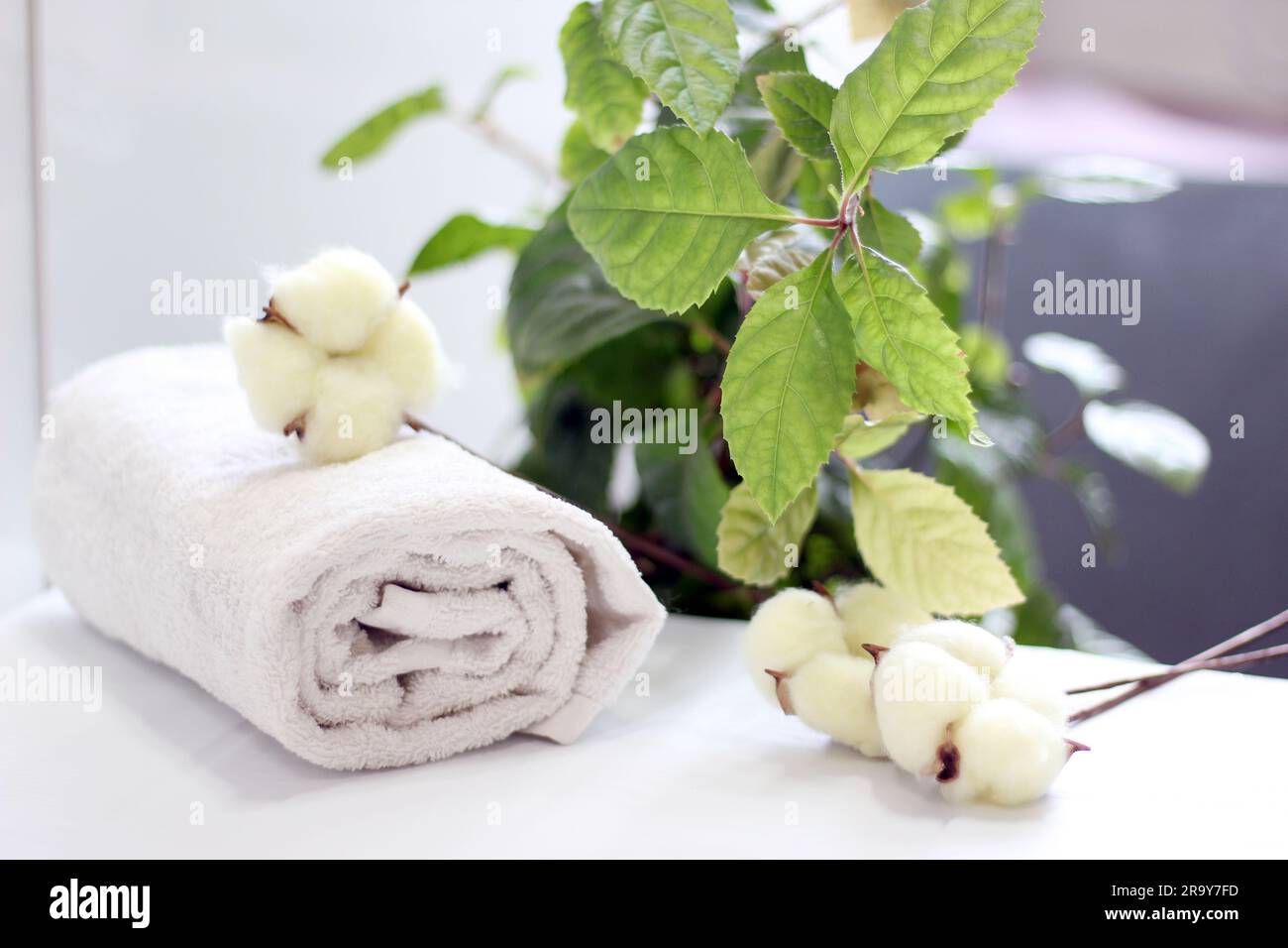 Branch with white cotton flowers on white background. Natural organic ...