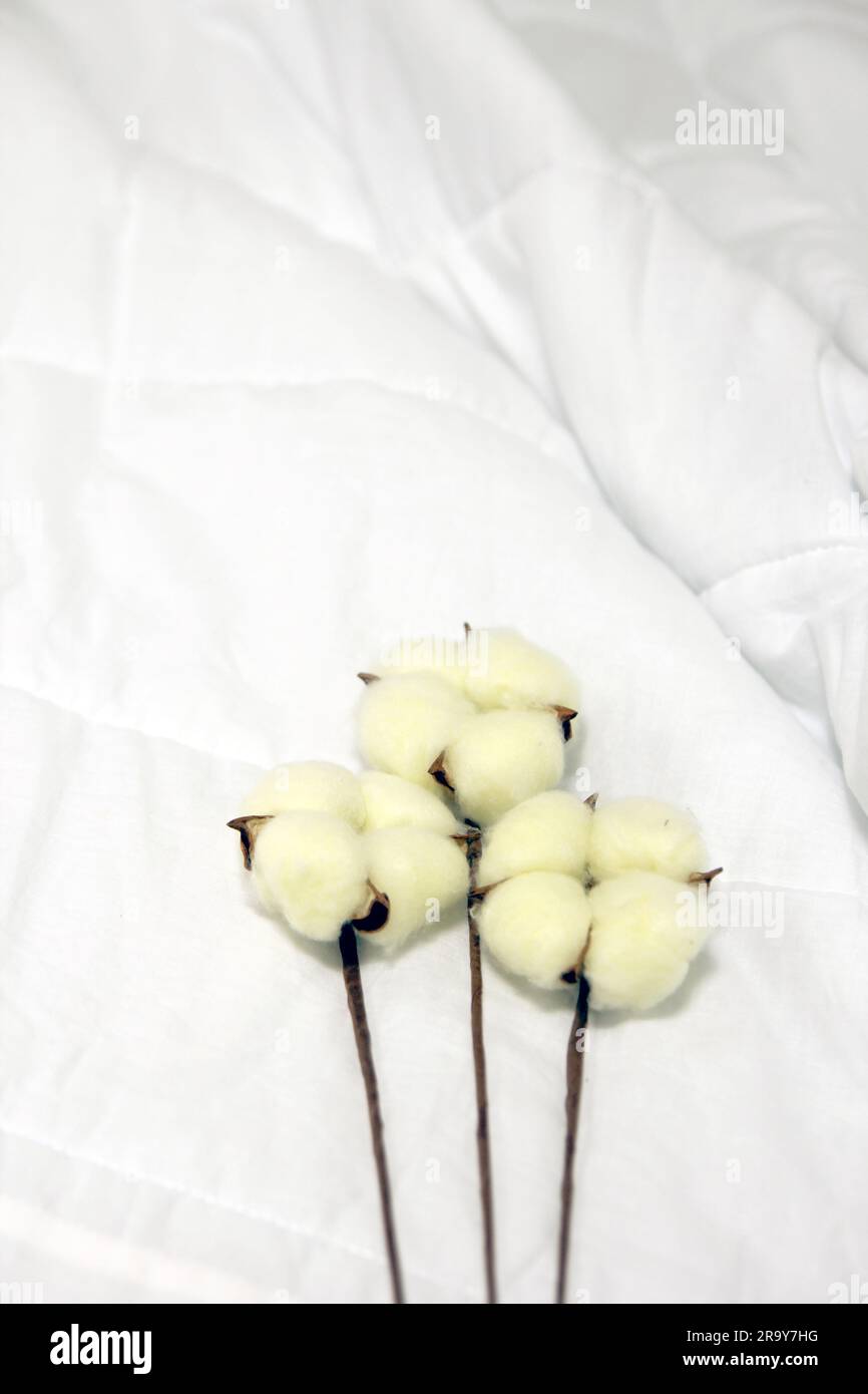 Branch with white cotton flowers on white background. Natural organic ...
