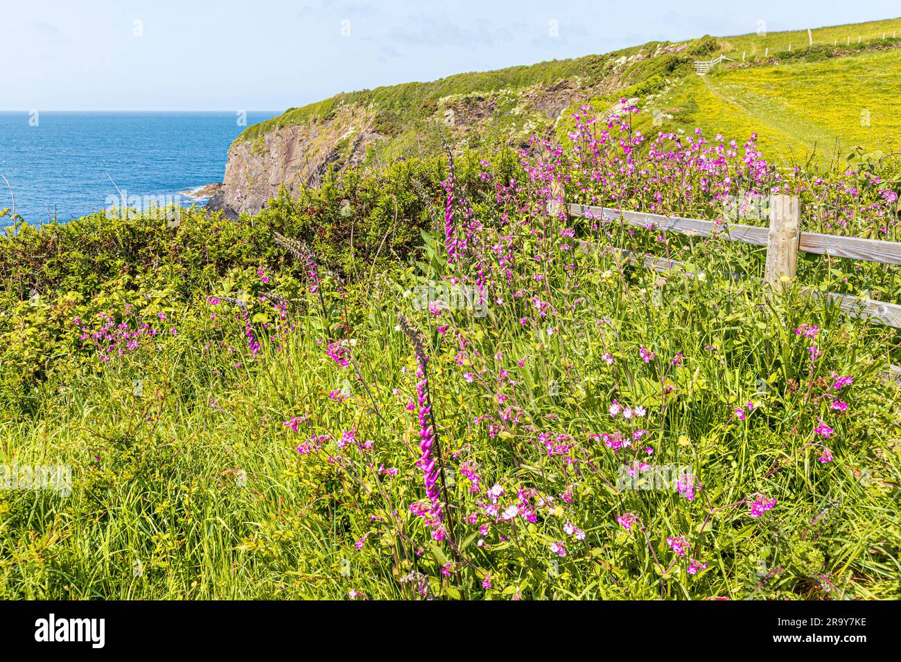 Wild flowers on the cliffs beside the Pembrokeshire Coast Path National ...