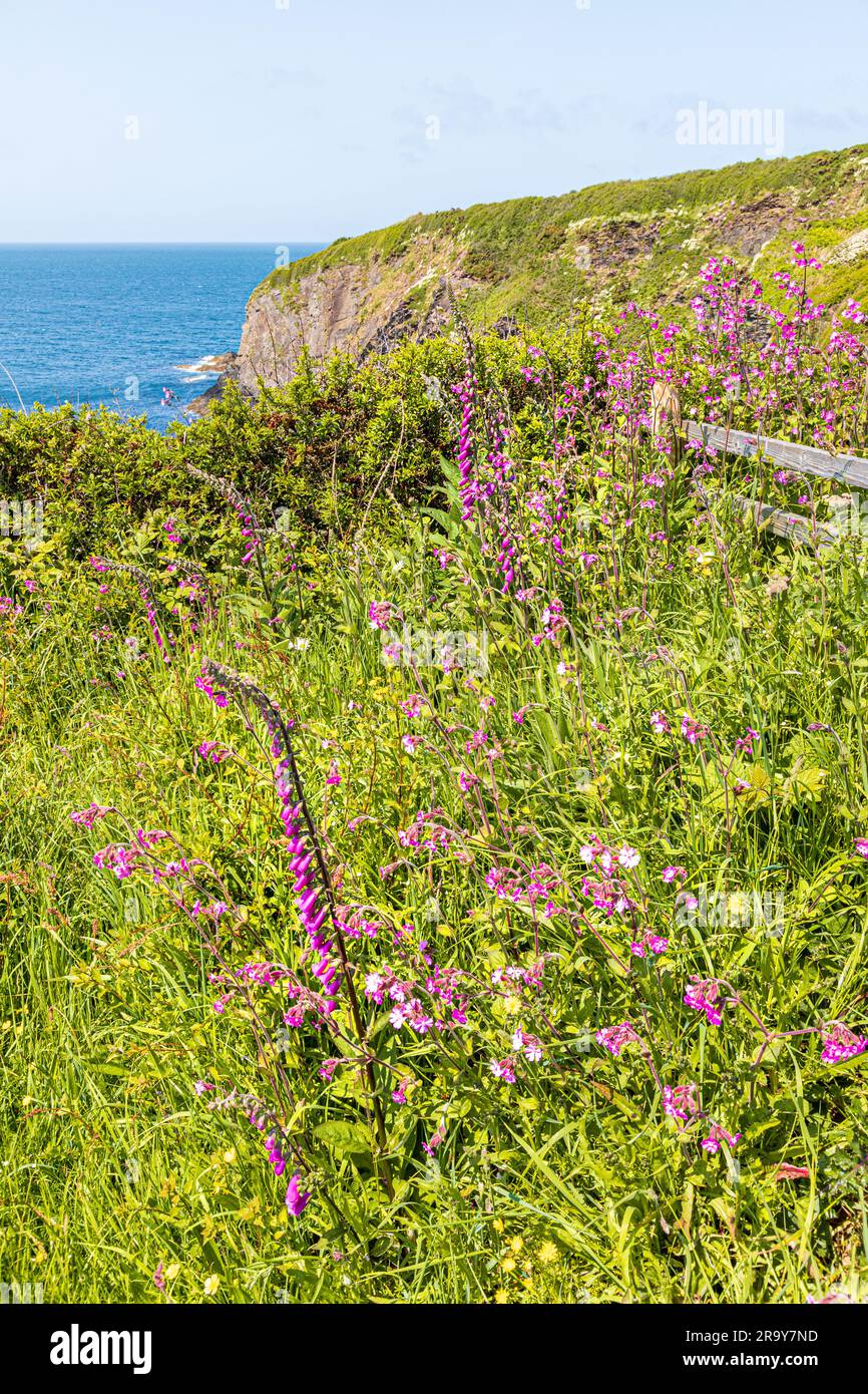 Wild flowers on the cliffs beside the Pembrokeshire Coast Path National ...