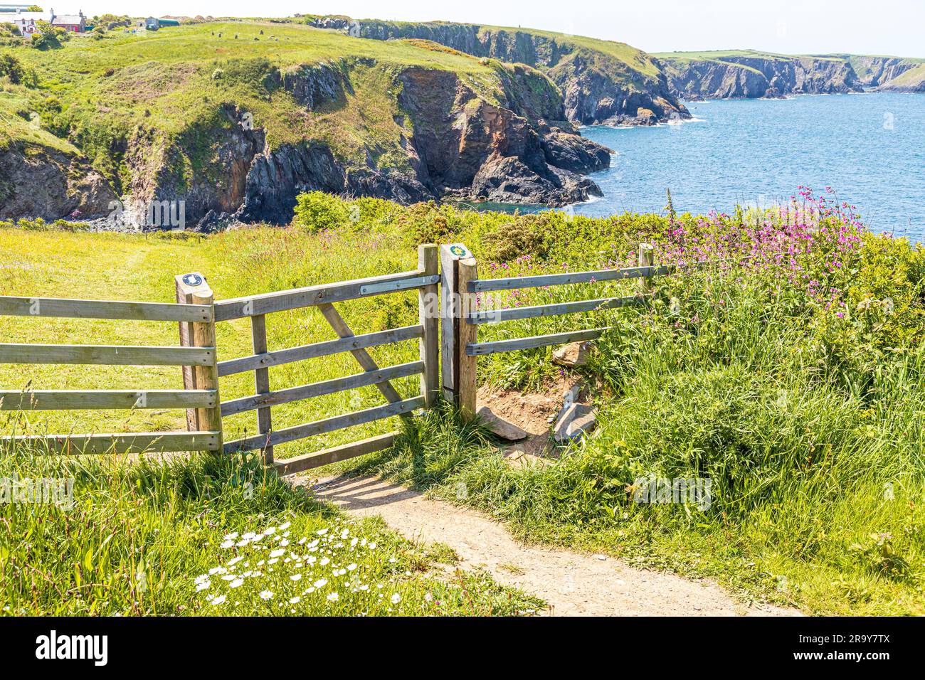 Wild flowers on the cliffs beside the Pembrokeshire Coast Path National ...