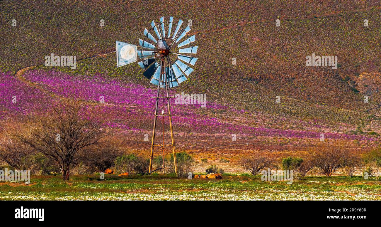 Tankwa karoo hi-res stock photography and images - Alamy