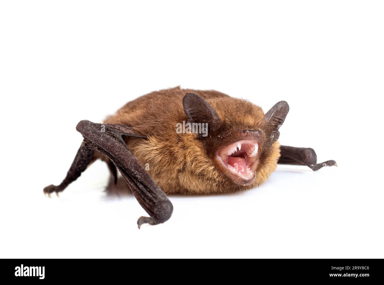 Pipistrellus pipistrellus in front of white background Stock Photo - Alamy