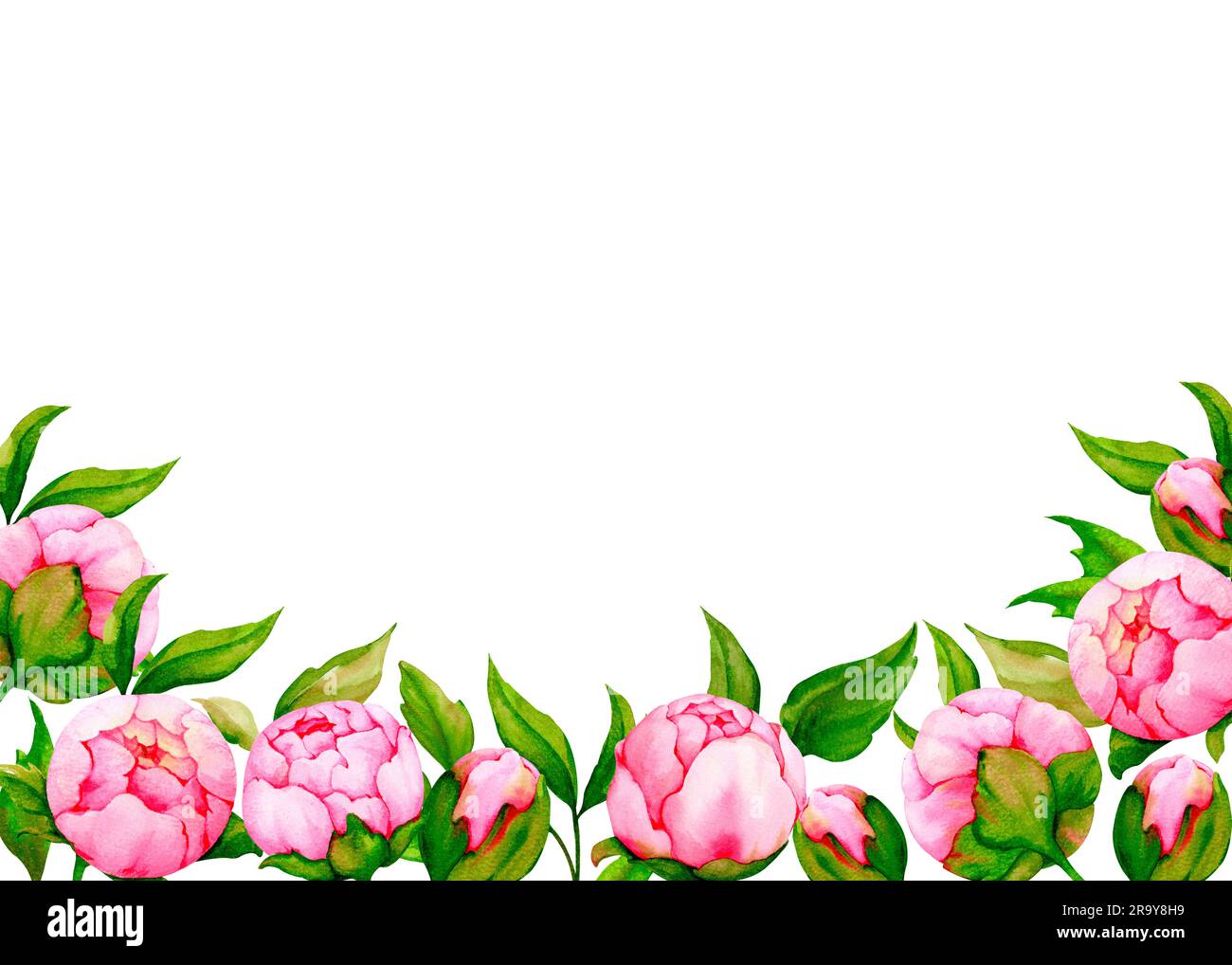 Horizontal border of pink peonies. Watercolor banner for the design of ...