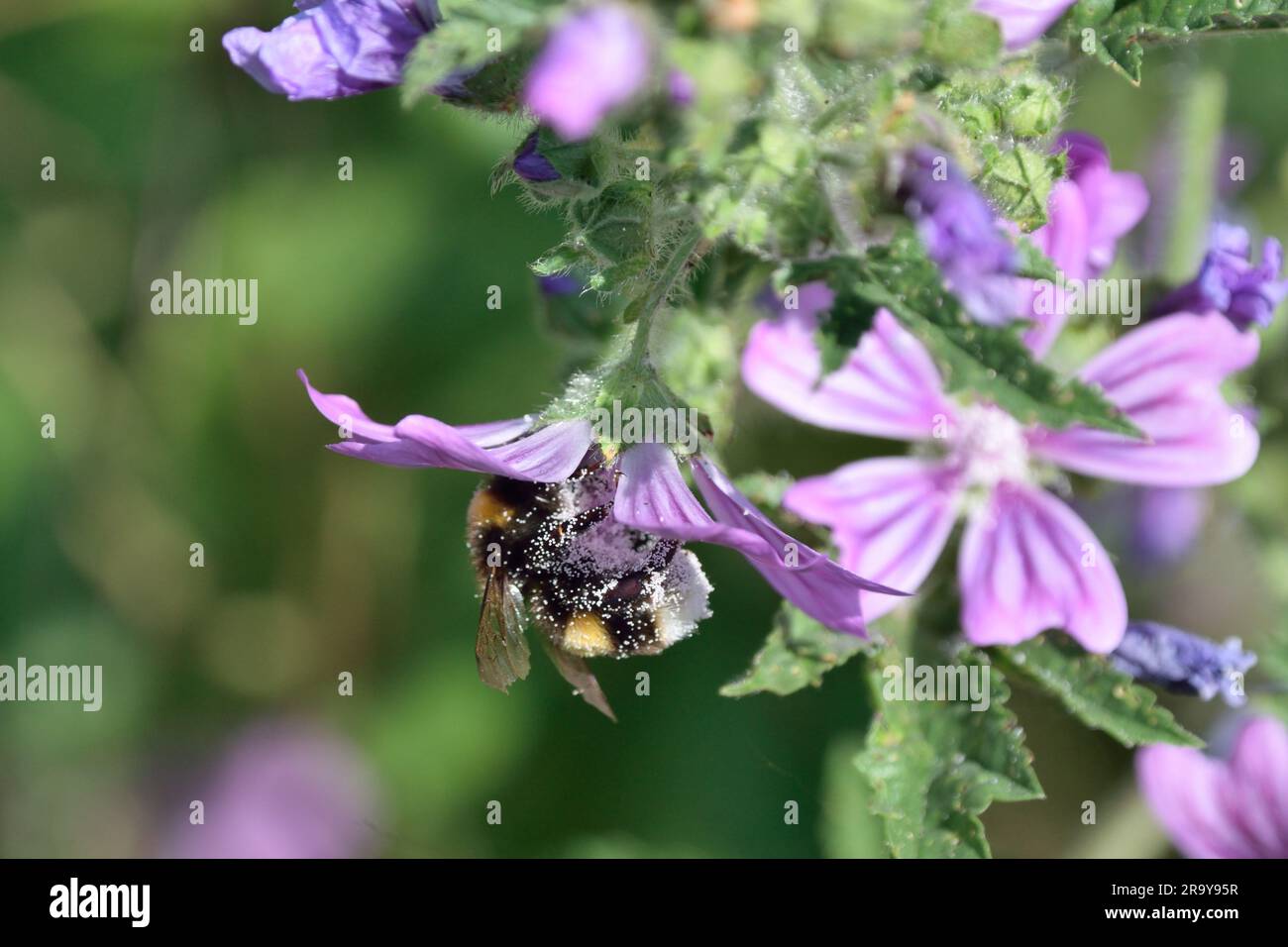 Bee collecting pollen from the flower of a Common Mallow near the River ...