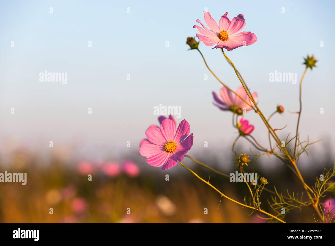Cosmos south africa hi-res stock photography and images - Alamy