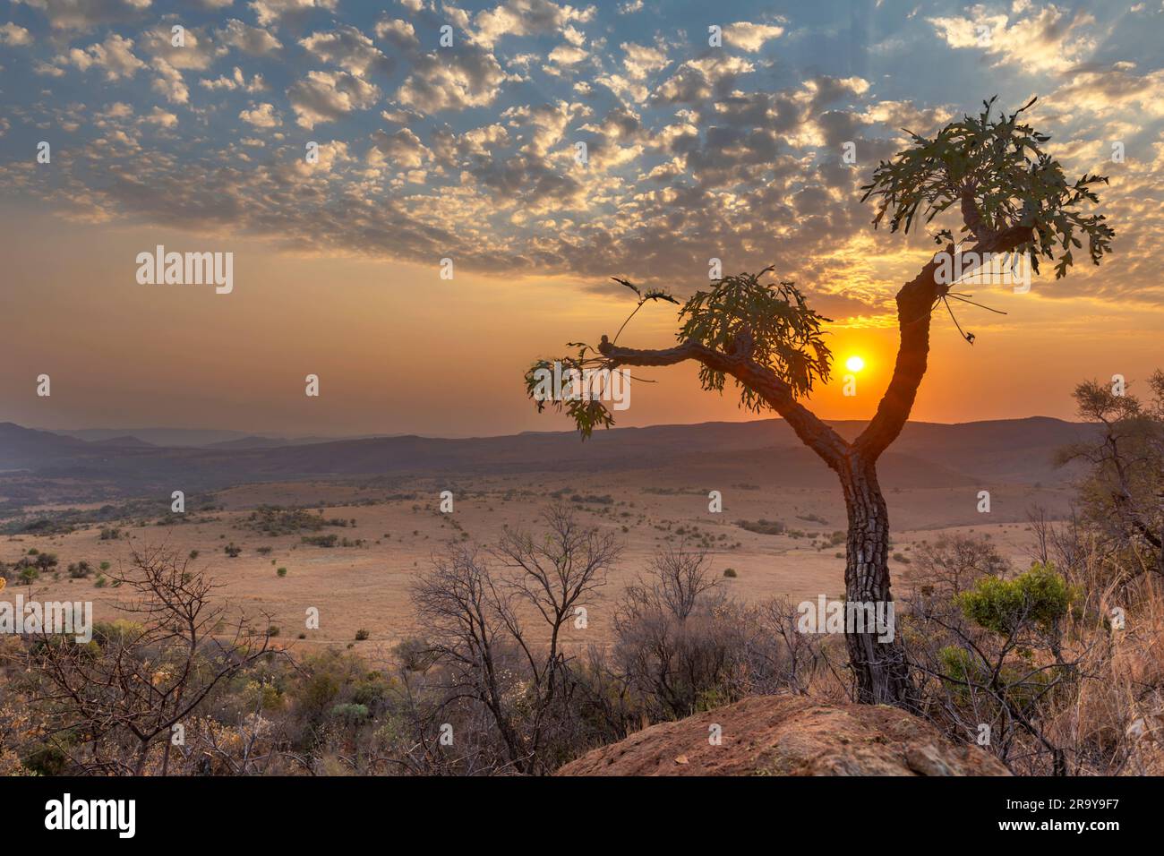 Cabbage Tree at sunrise on the hill South Africa Stock Photo - Alamy