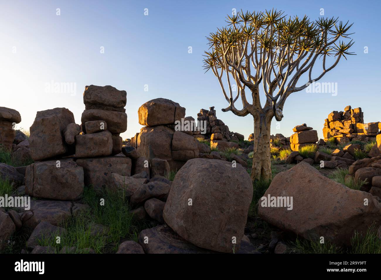 Quiver tree between large rocks at Giants Playground Namibia Stock ...