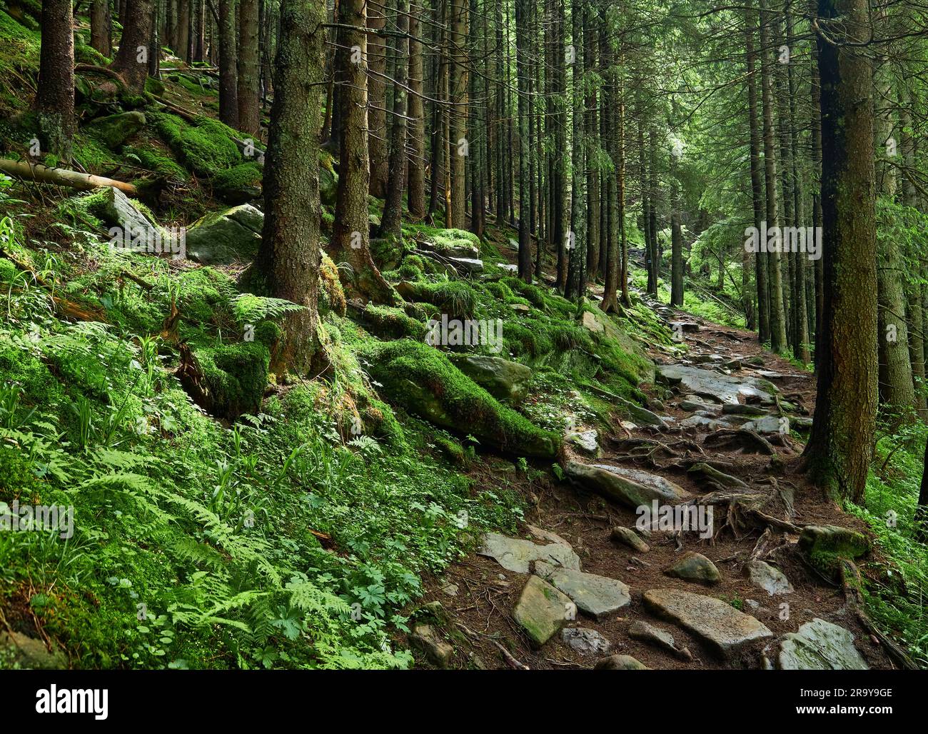 Hiking in the mountains. Beautiful stone pathway on a hiking track ...