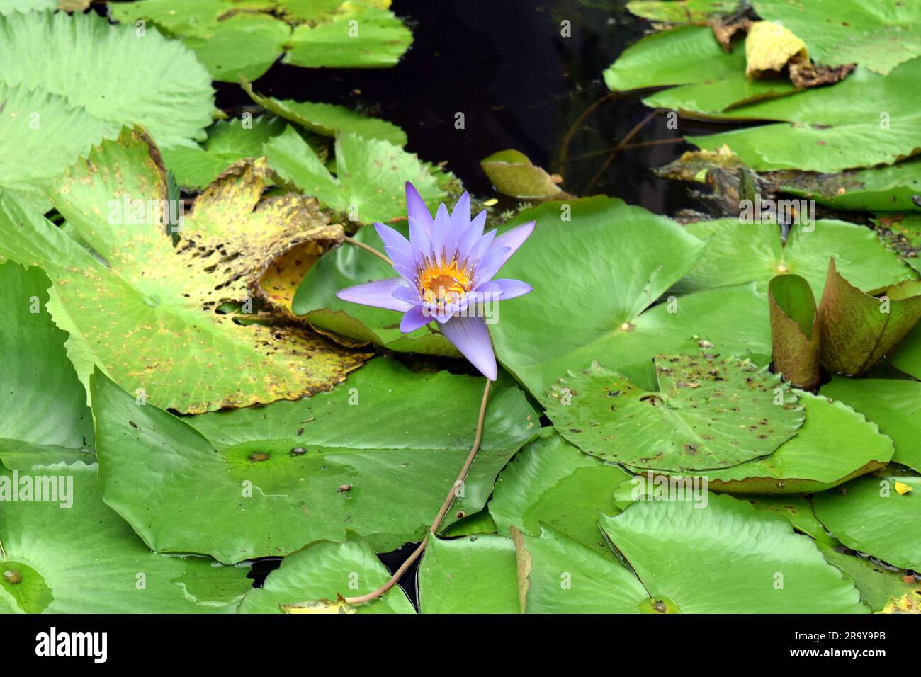 Blue lotus flower hi-res stock photography and images - Alamy