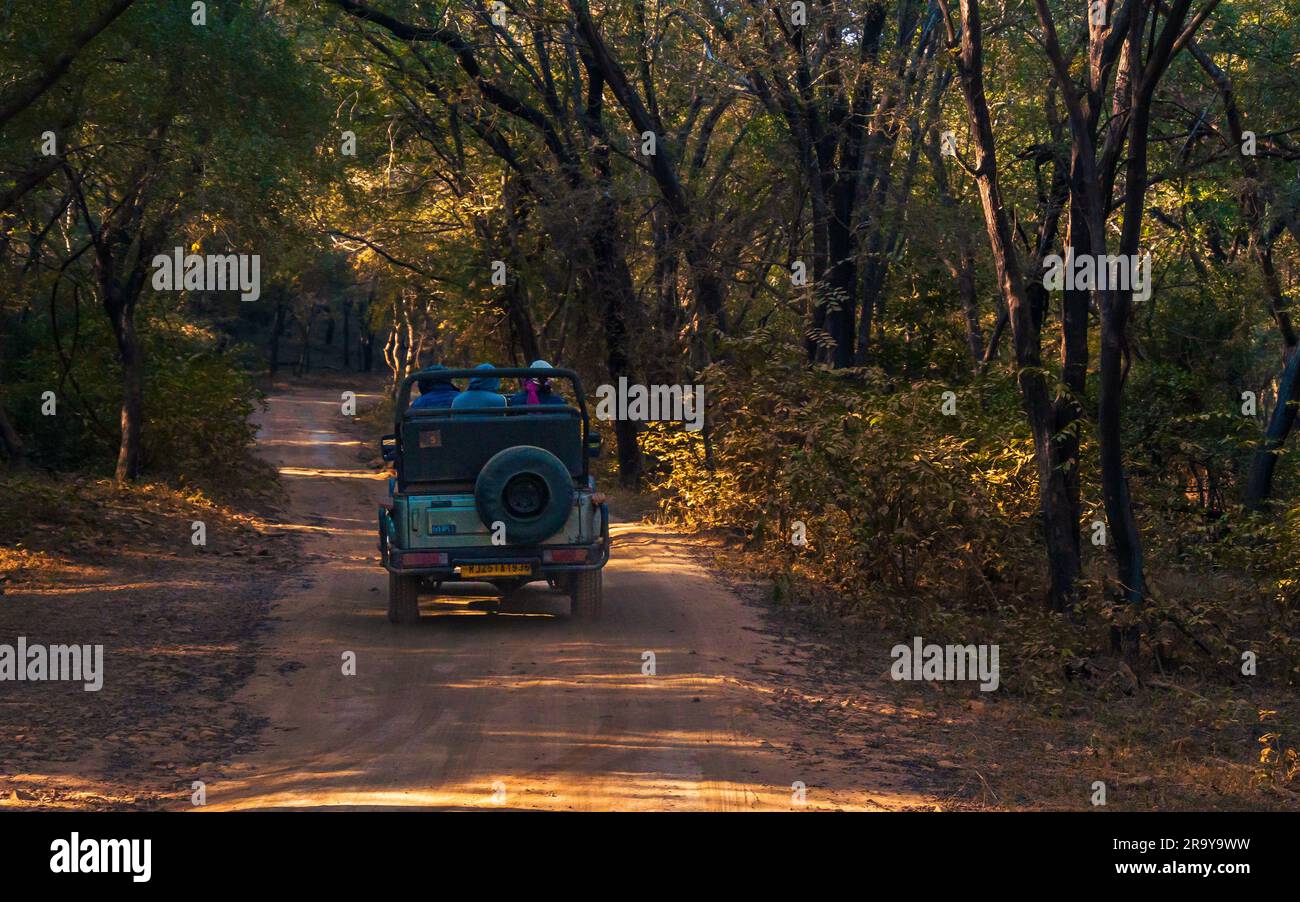 Ranthambore, India - December 24, 2022: Tourist enjoying jungle safari ...