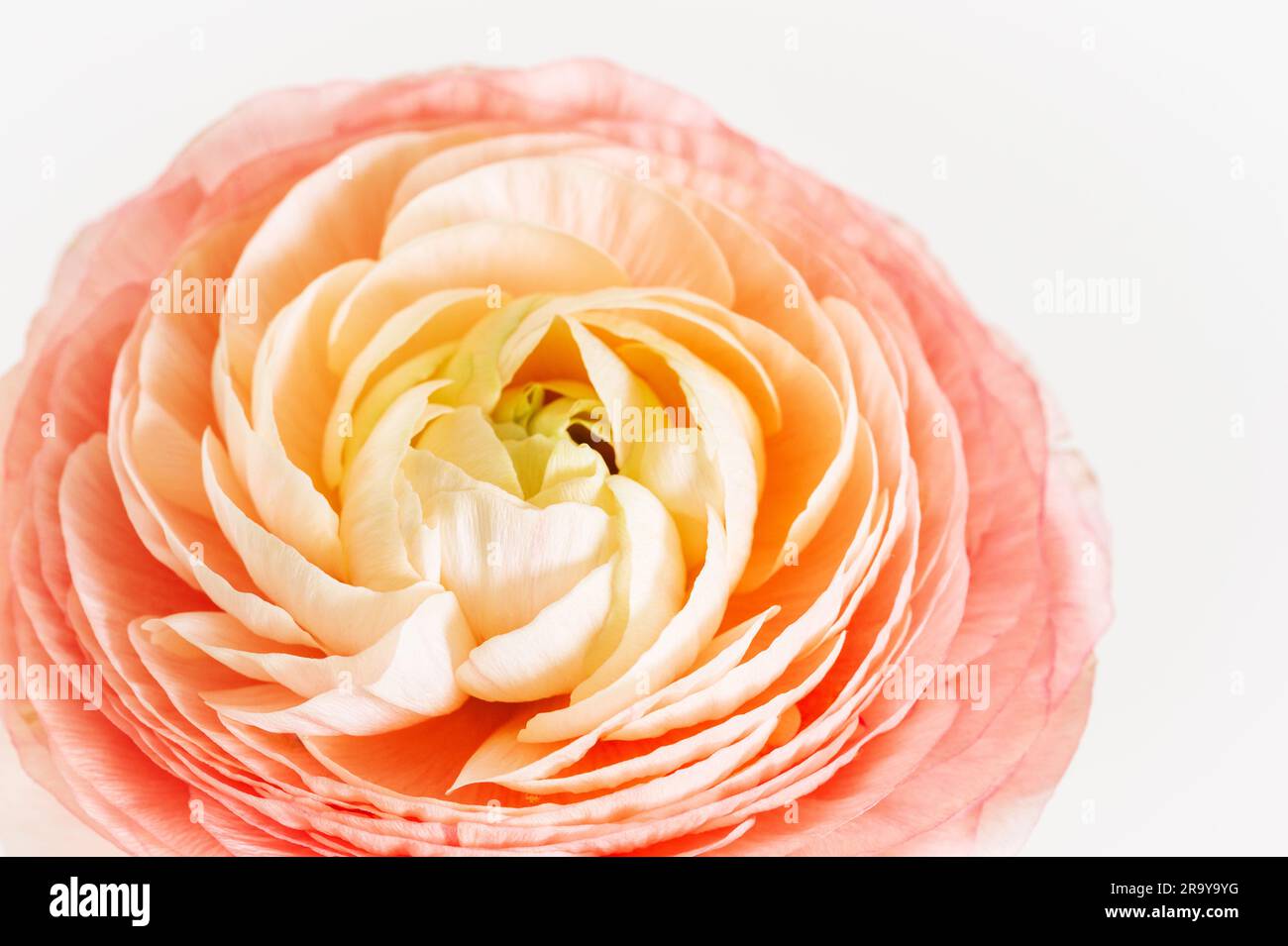 Soft pastel pink buttercup flower on white background, macro image ...