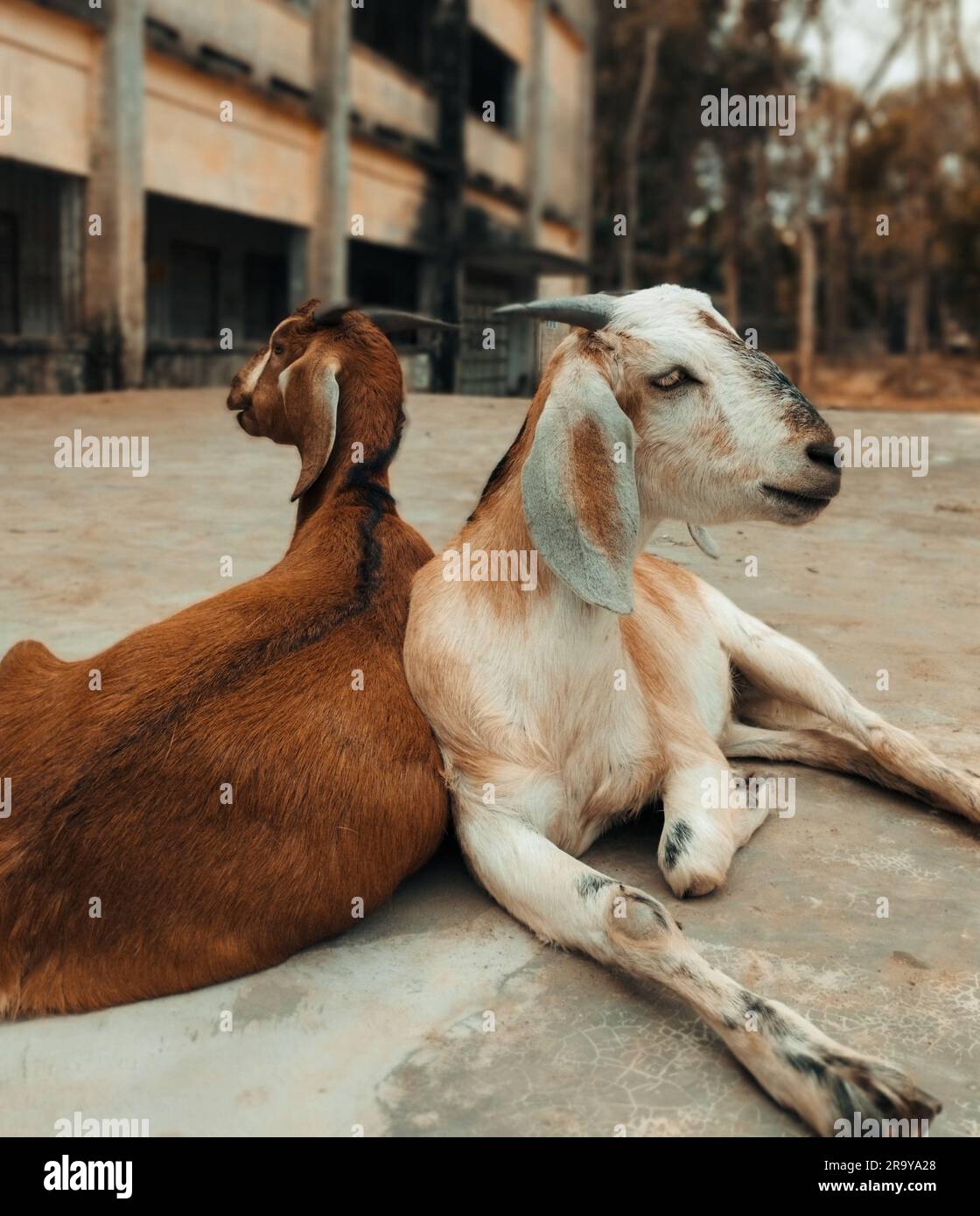A vertical shot of two goats laying back to back on the pavement Stock ...