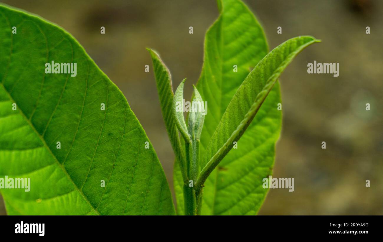Leaves of guava close up,guava green Stock Photo - Alamy