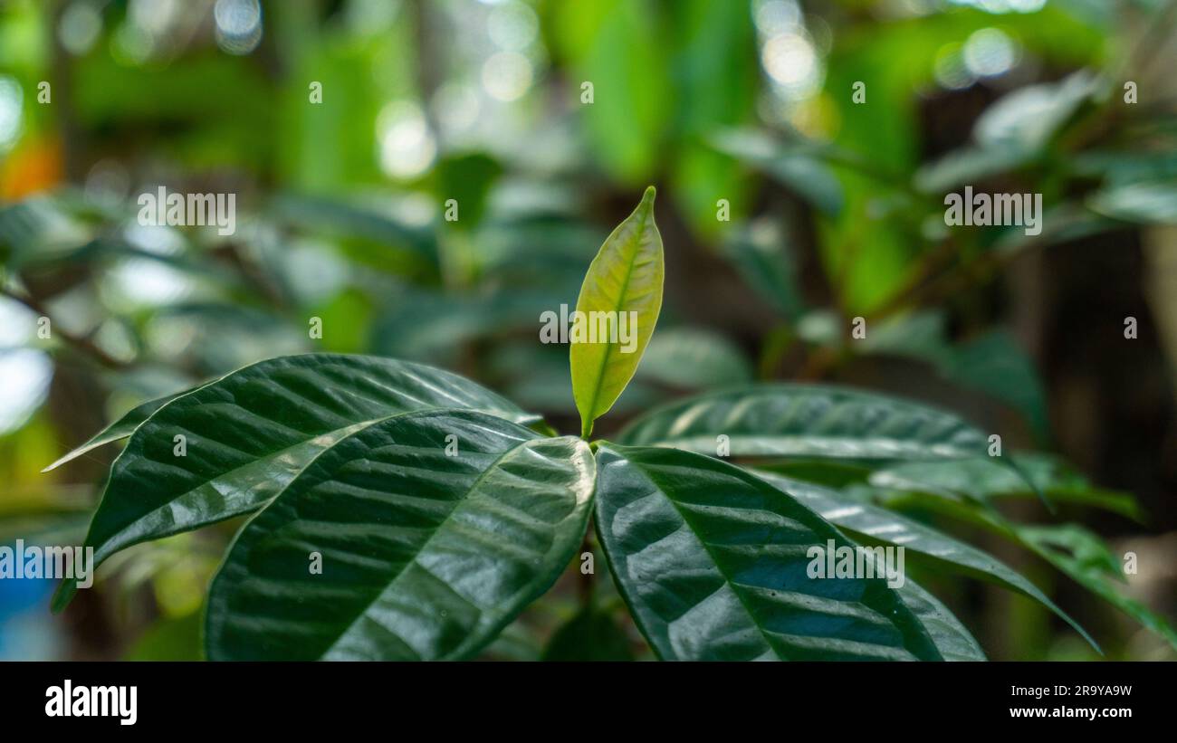 Syzygium polyanthum is known as Indonesia bay-leaf or Indonesia laurel ...