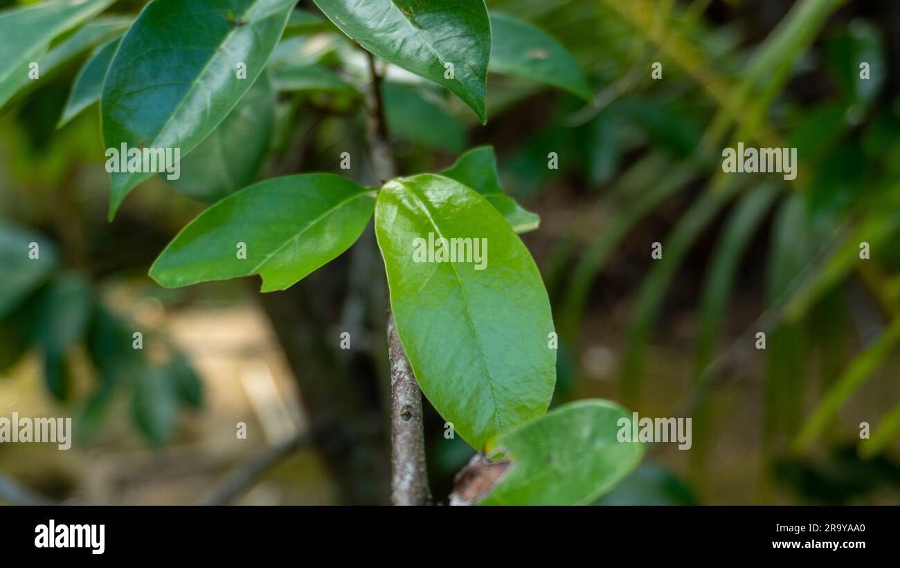 Graviola tree hi-res stock photography and images - Alamy