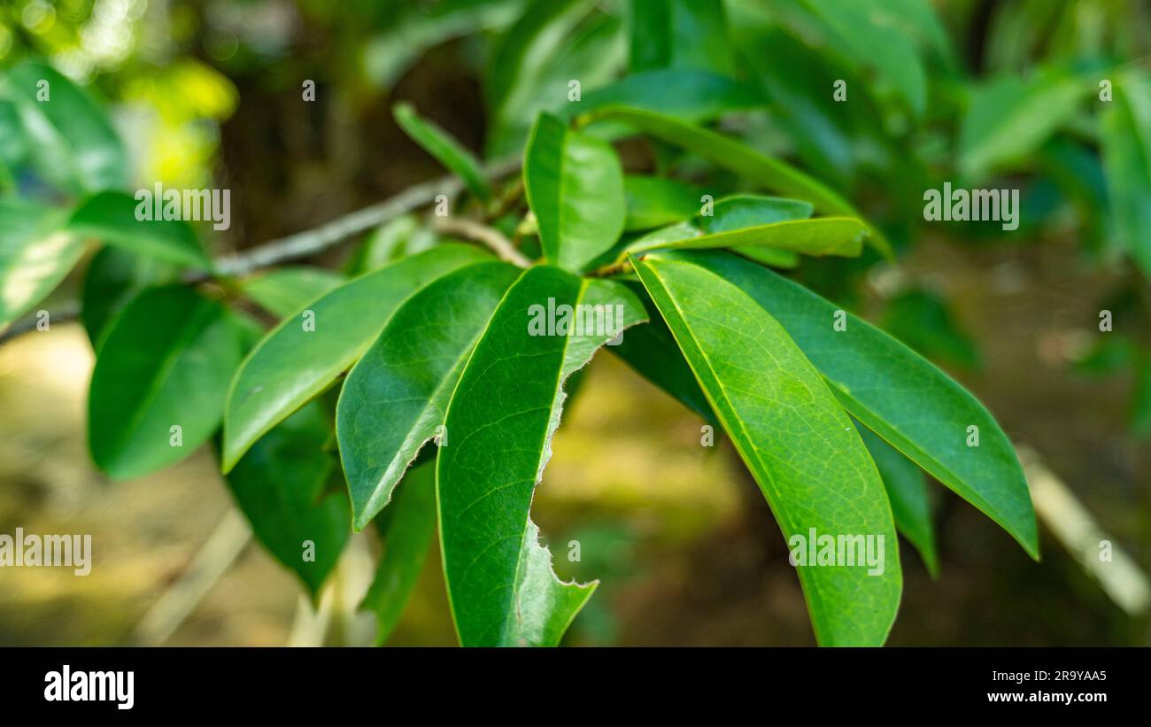Soursop leaf hi-res stock photography and images - Alamy