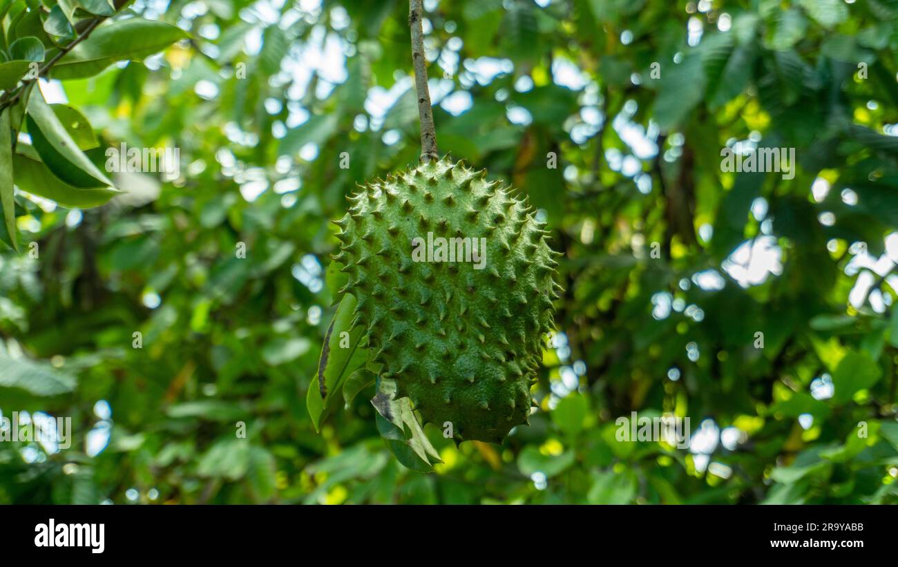 Graviola Tree In Tamil