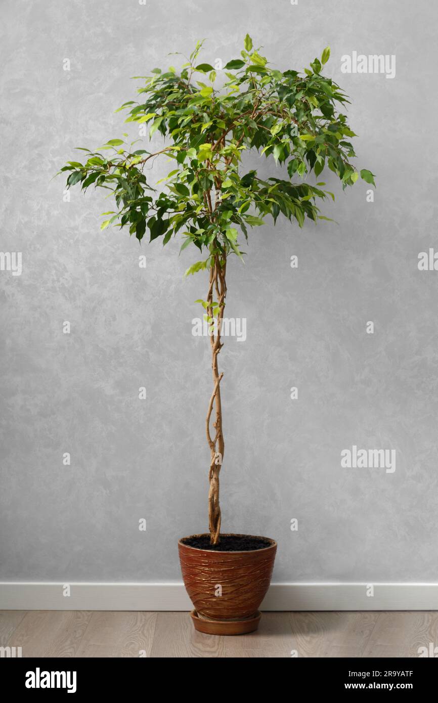 A tall ficus Benjamin with a beautifully interlaced trunk in a ...