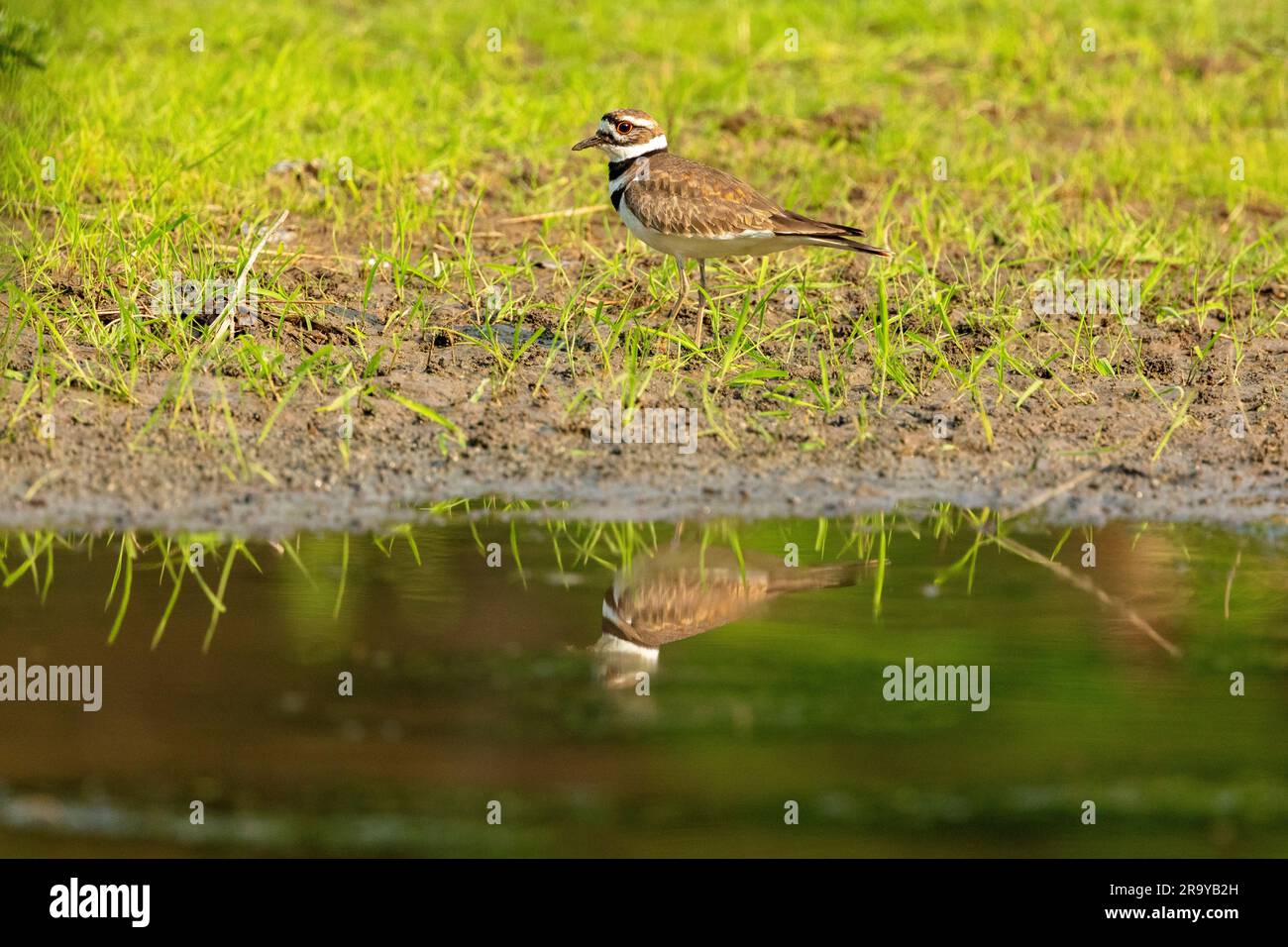 Baby killdeer hi-res stock photography and images - Alamy